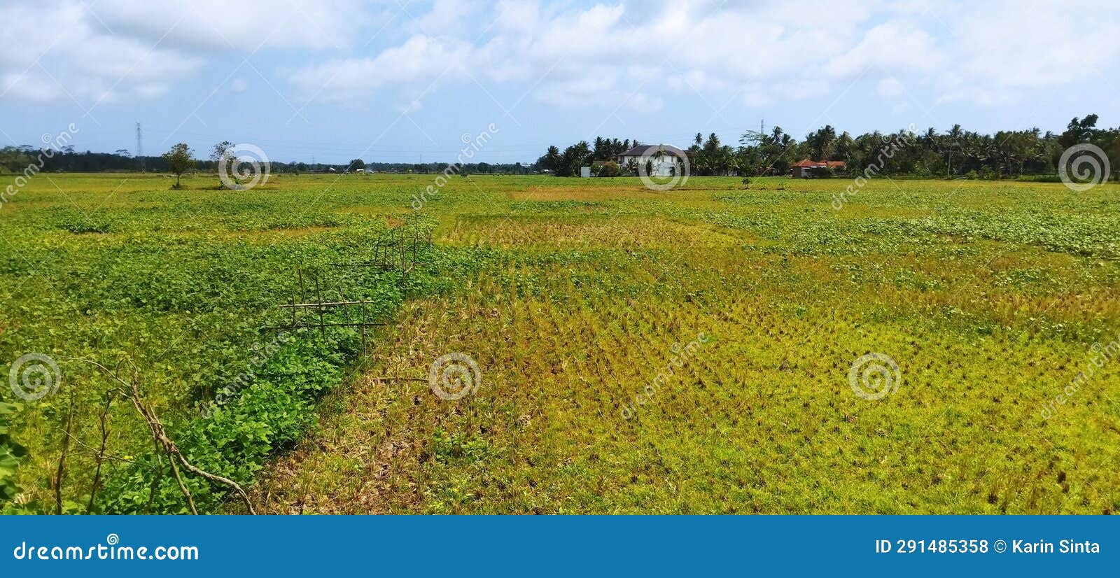 View of Unplanted Rural Rice Fields Stock Photo - Image of ricefield ...