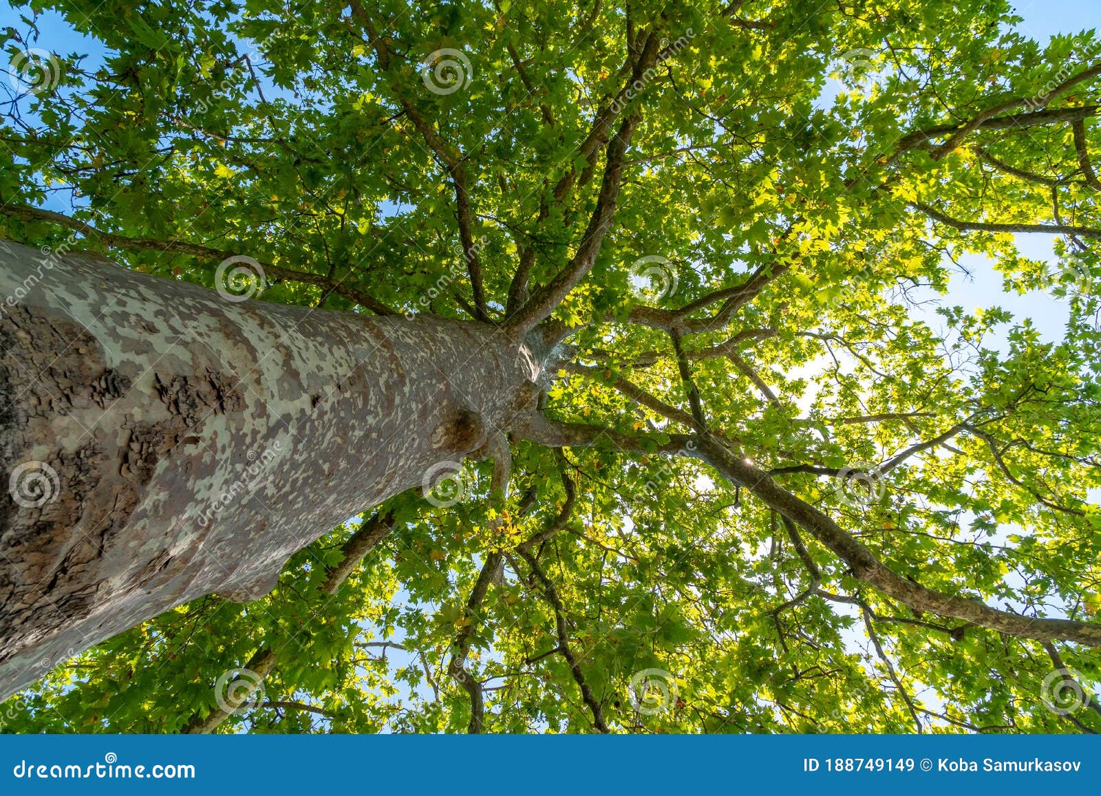 View Up a Beautiful Old Plane Tree with Its Green Leaves, Sycamore ...