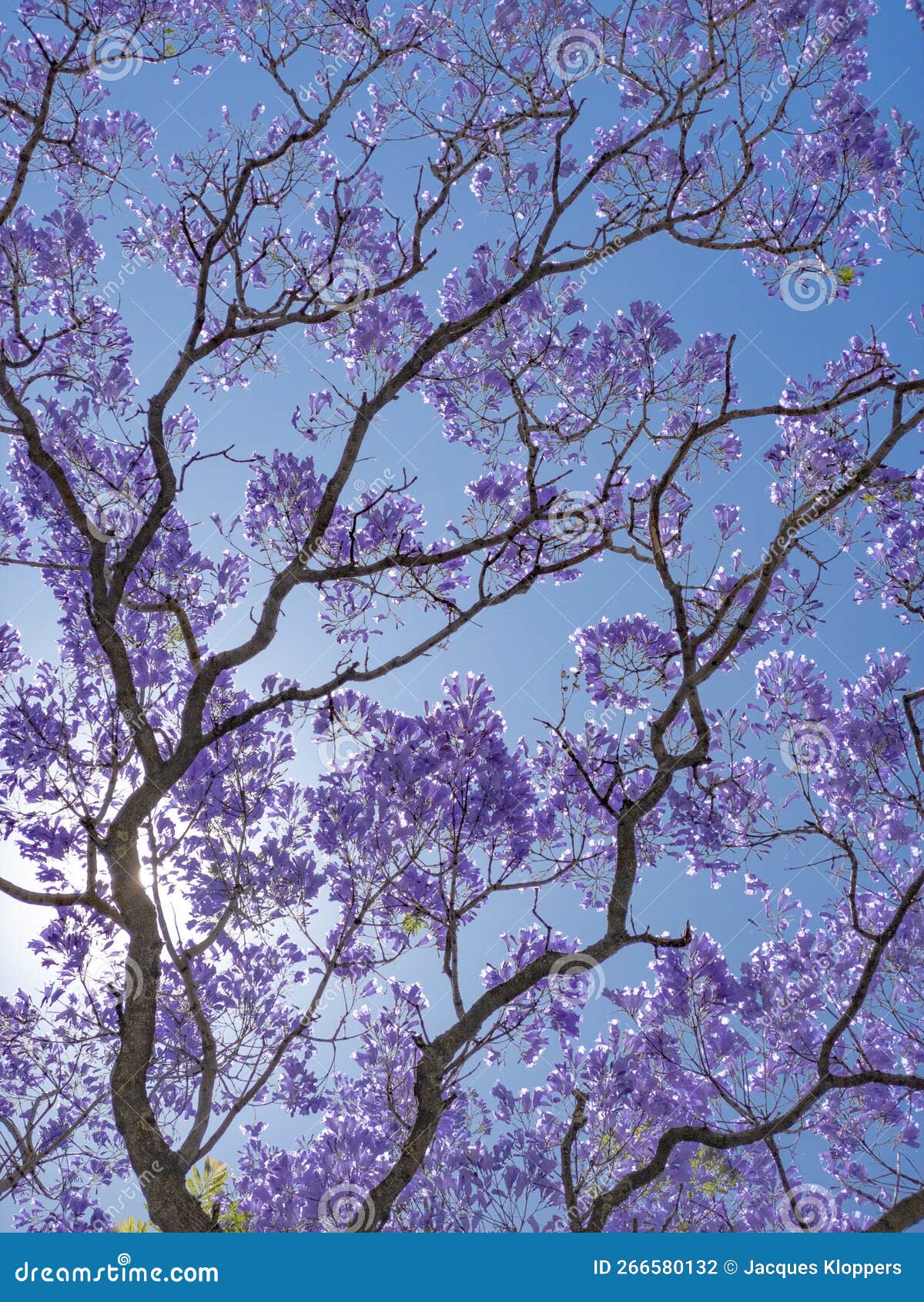 View Up through the Branches of a Jacaranda Tree in Bloom Stock Photo ...