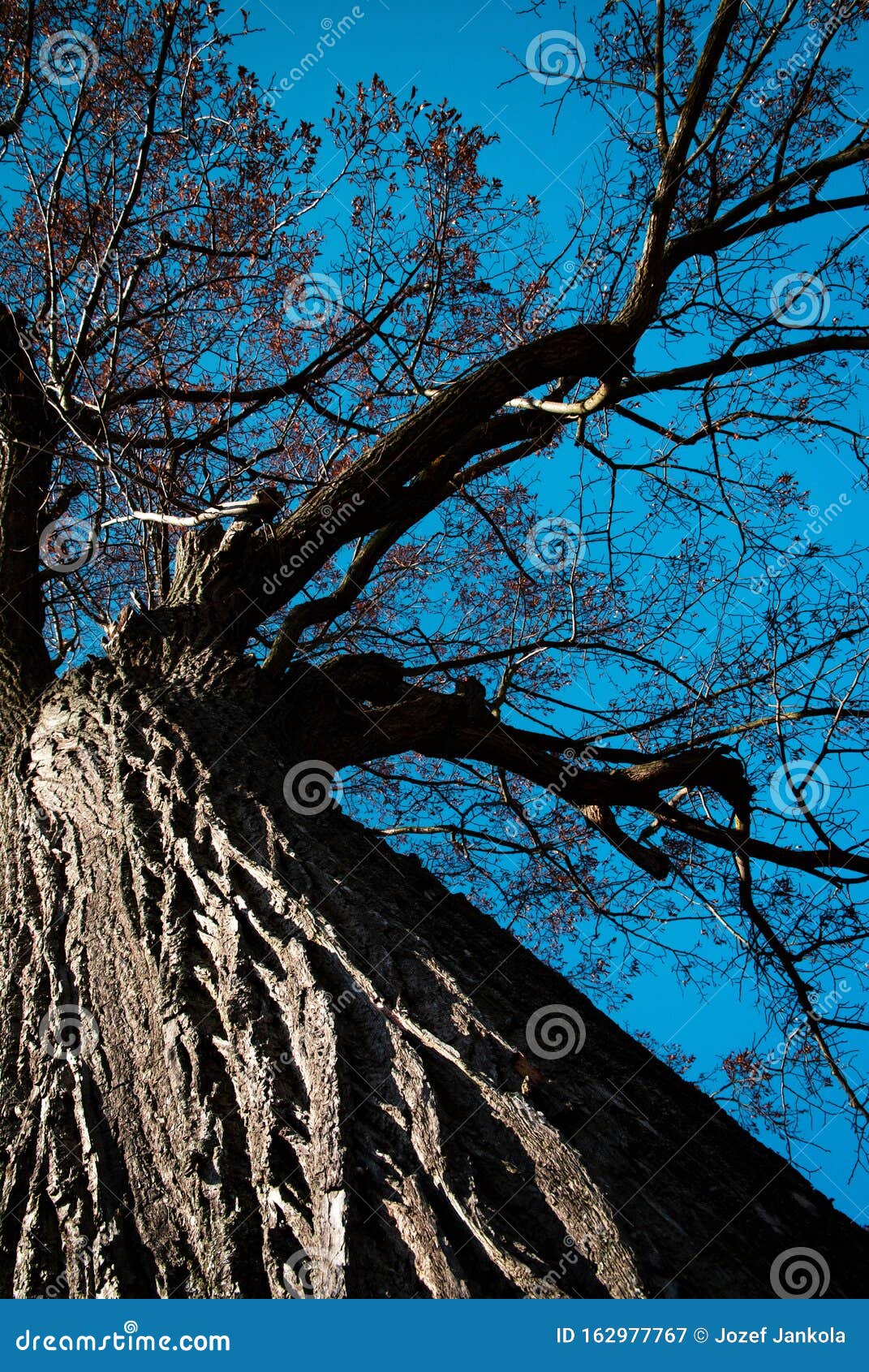 View Up into the Crown of an Old Tree Stock Image - Image of summer ...