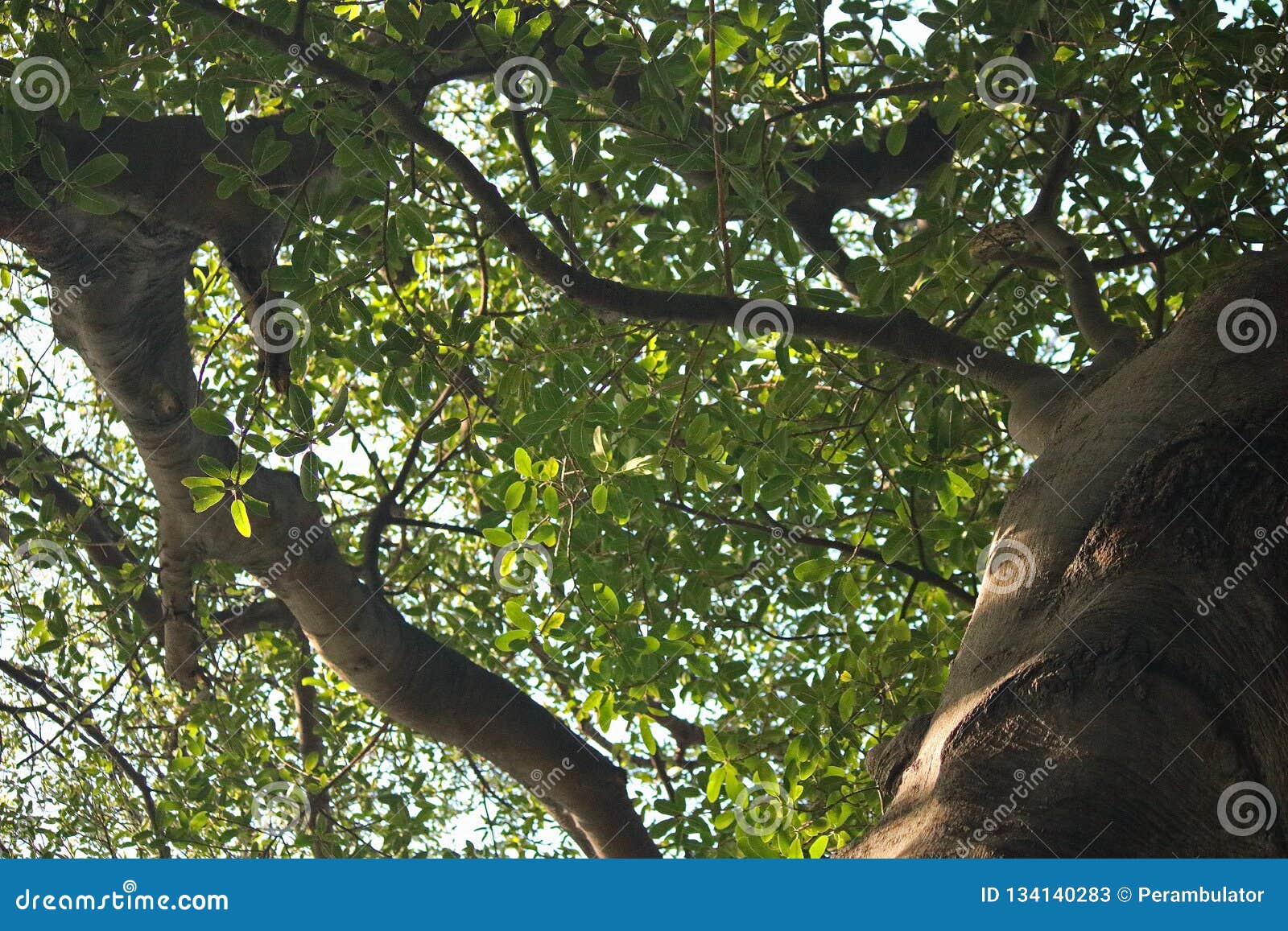 VIEW UP into LARGE STRANGLER FIG TREE BRANCHES and FOLIAGE Stock Image ...
