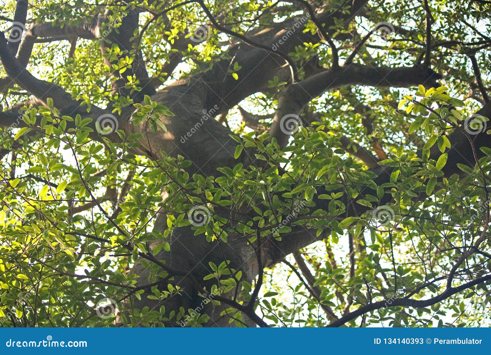 VIEW UP into LARGE STRANGLER FIG TREE BRANCHES and LEAVES Stock Image ...