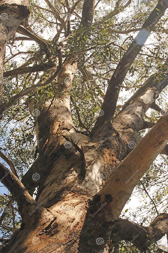 VIEW UP into STURDY TREE stock photo. Image of botanical - 107573790