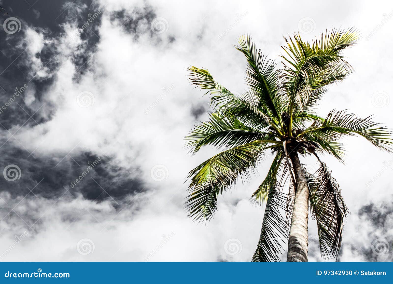 View Up To Sky Under the Coconut Tree Stock Photo - Image of nature ...