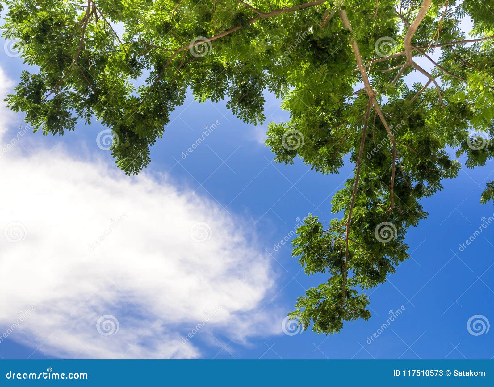 View Up To the Sky Under the Rain Tree Stock Image - Image of ...