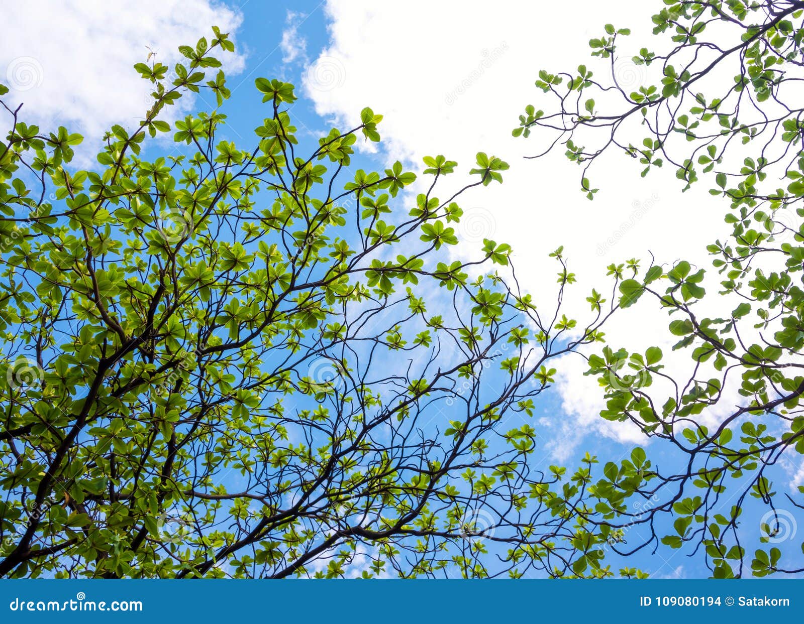 View Up To the Sky Under the Tree Stock Photo - Image of beautiful ...
