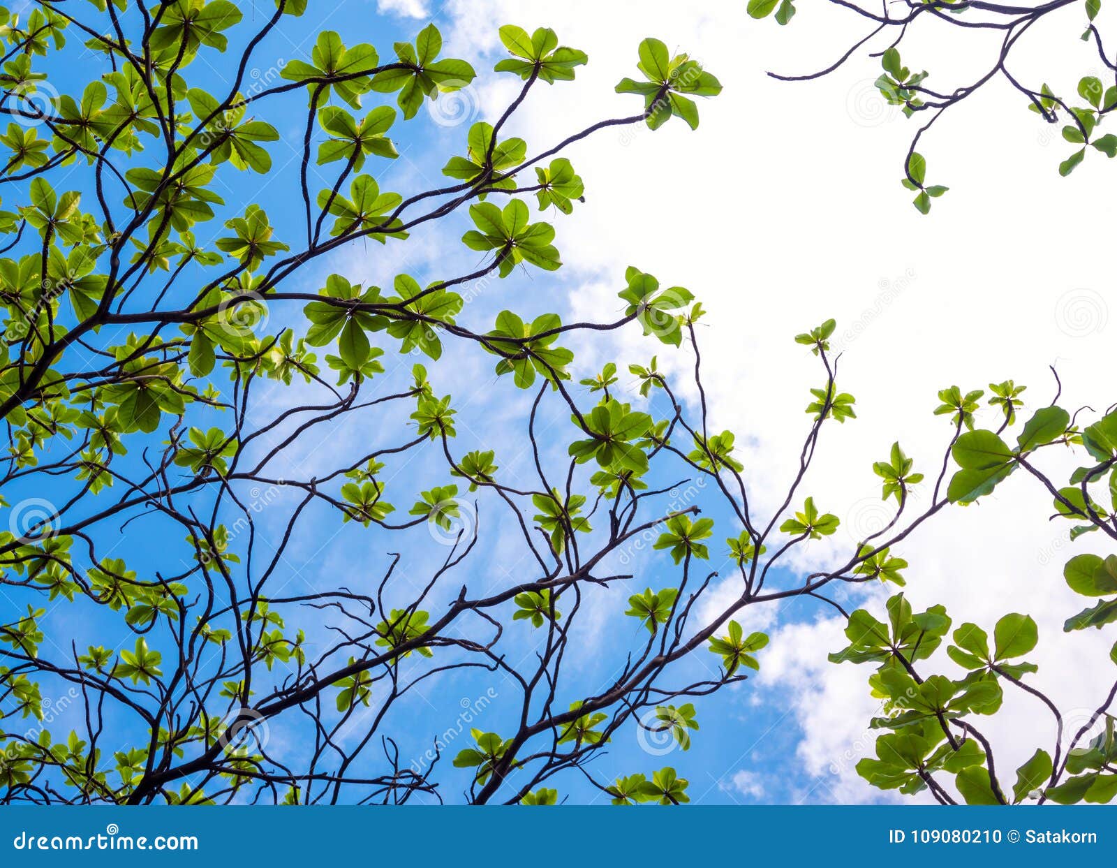 View Up To the Sky Under the Tree Stock Photo - Image of blue, season ...