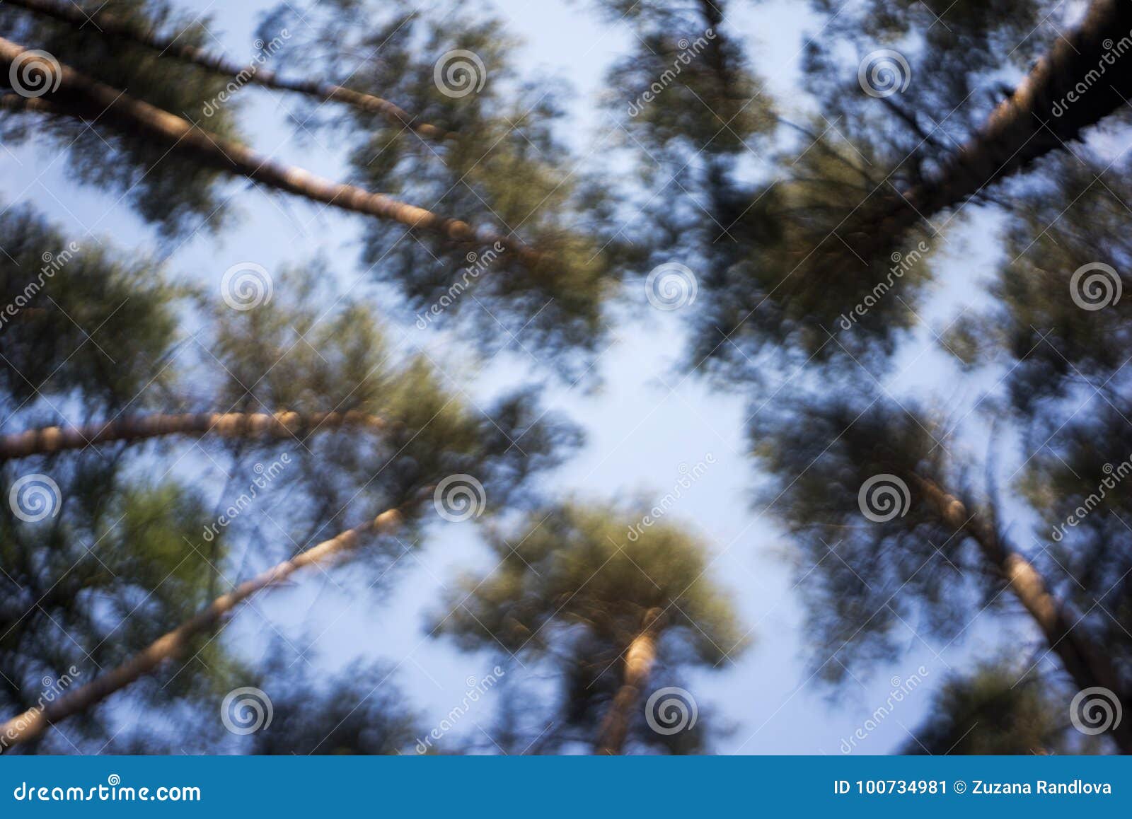 A view up to the treetops. stock image. Image of view - 100734981