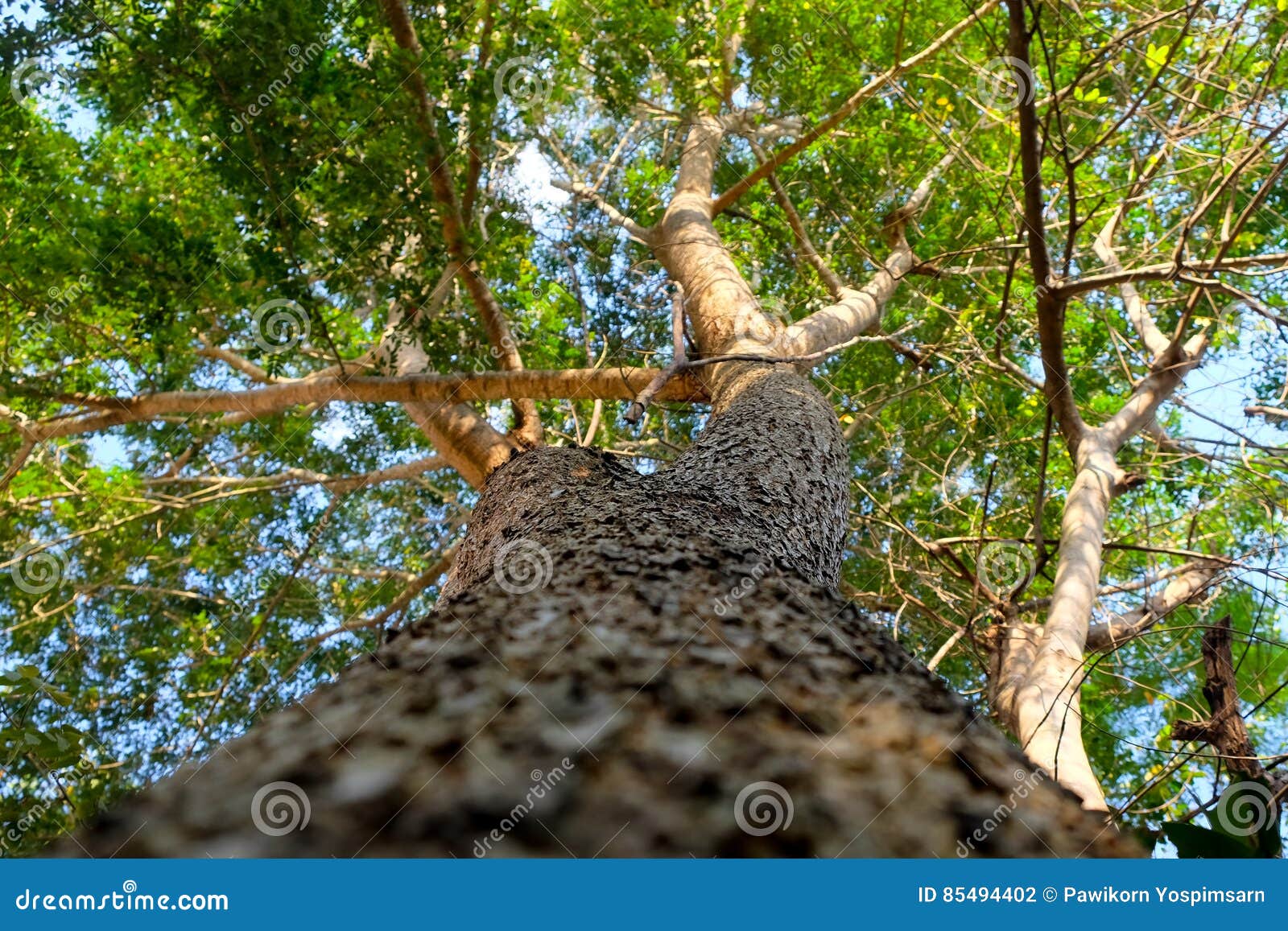 View Up of Tree from Below on Selected Focus Stock Photo - Image of ...
