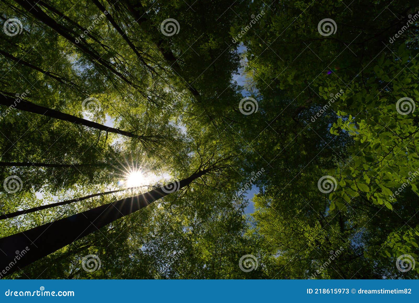 A View Up into the Trees Direction Sky Stock Image - Image of branch ...