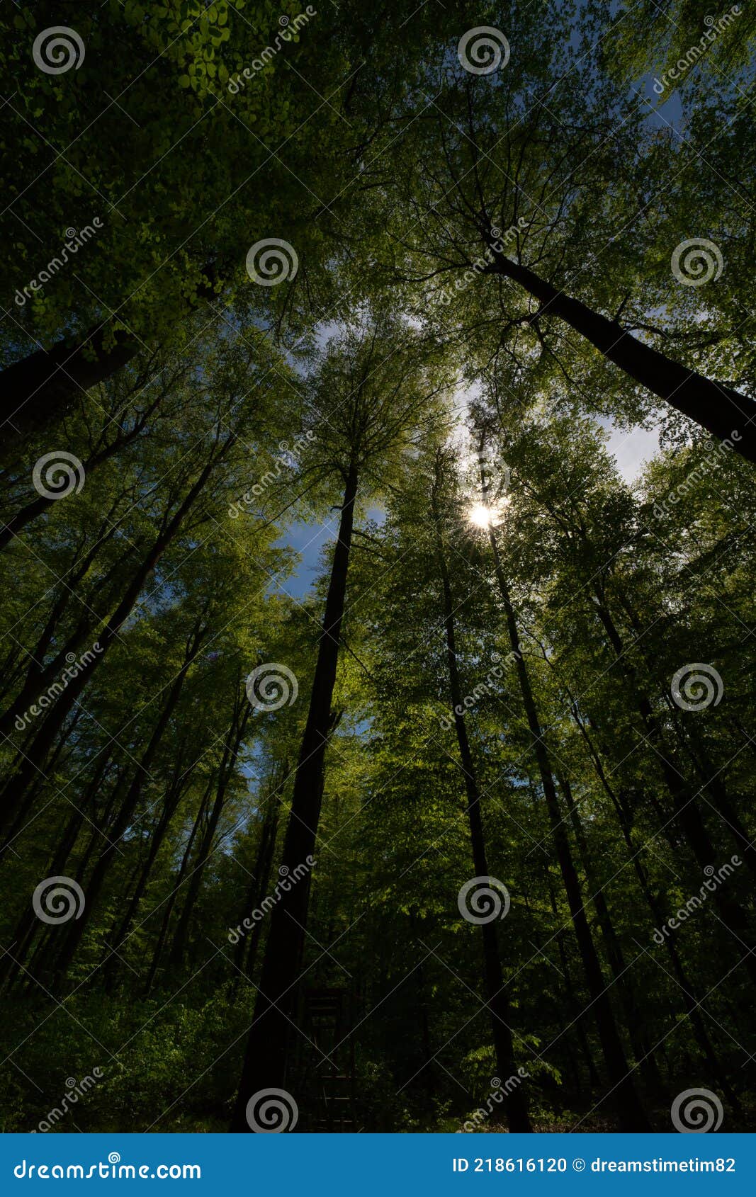A View Up into the Trees Direction Sky Stock Photo - Image of beautiful ...