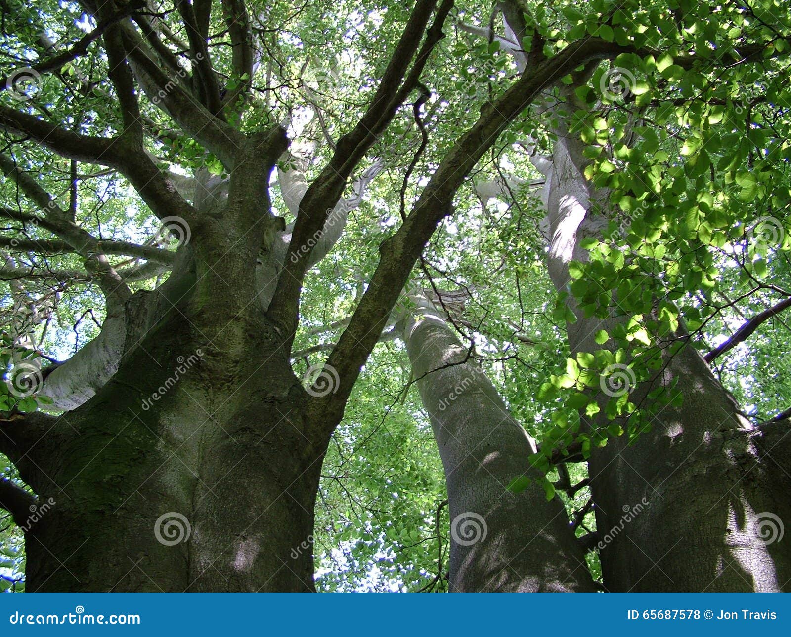 A view up into the trees stock photo. Image of view, looking - 65687578