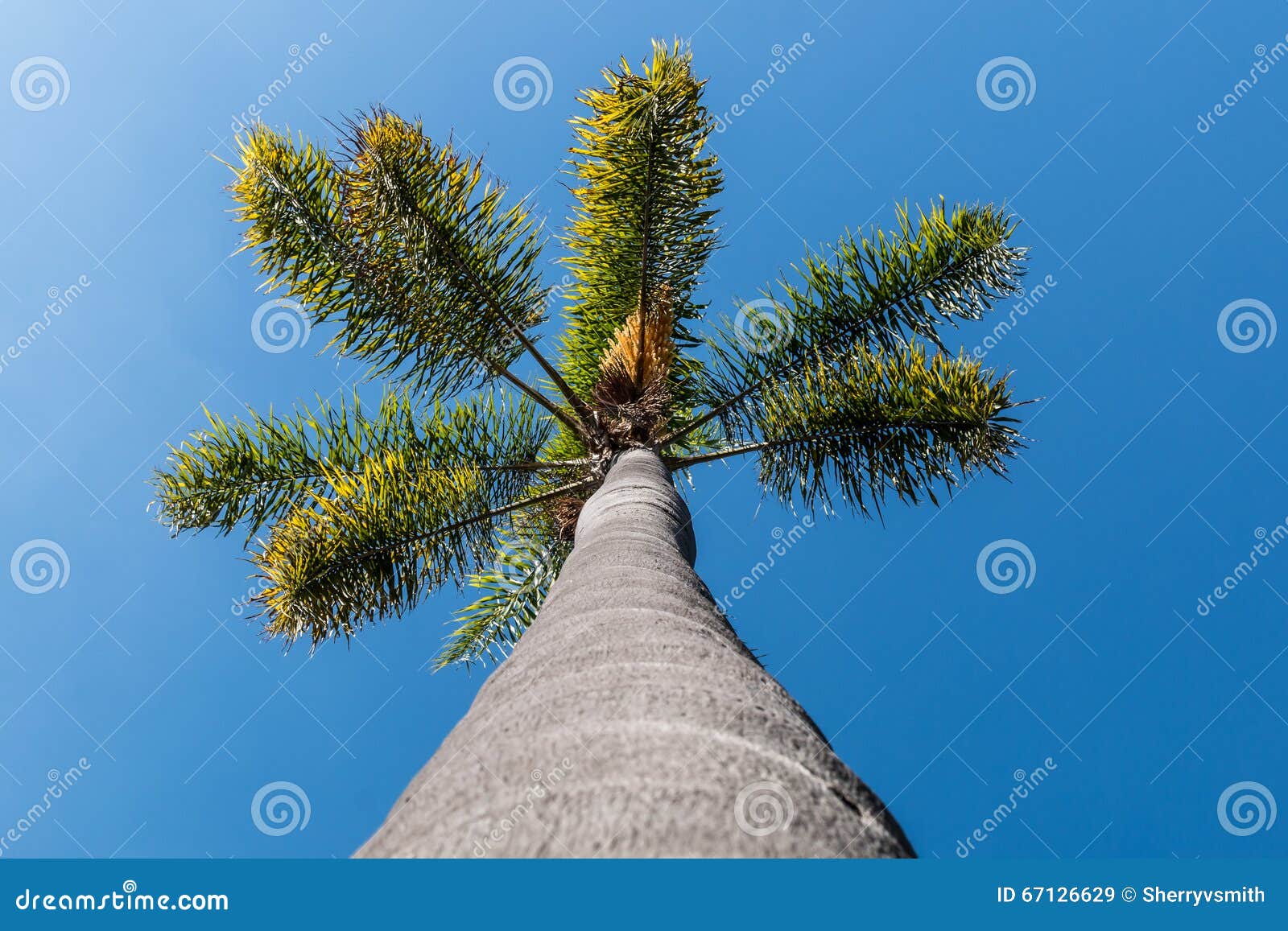 View Up Trunk of Palm Tree from Below Stock Image - Image of landscape ...