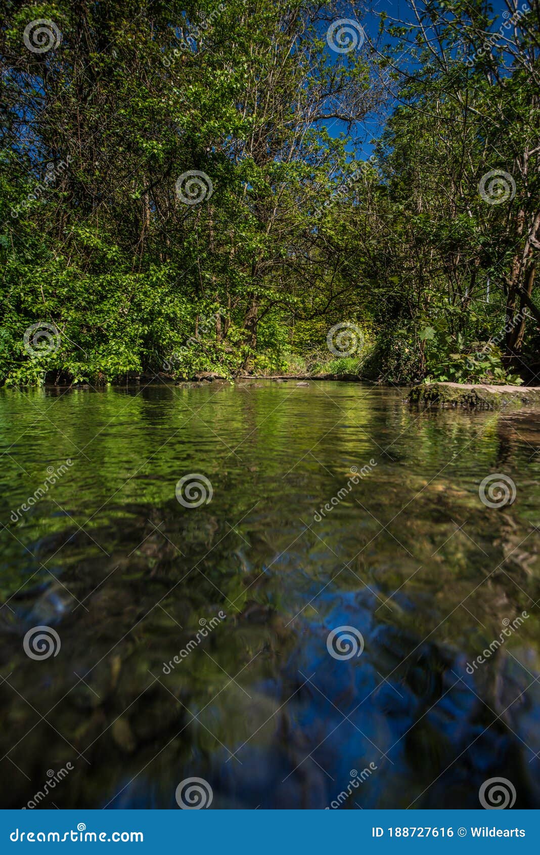 View Upstream Running Water Trees Stock Photo - Image of clear ...