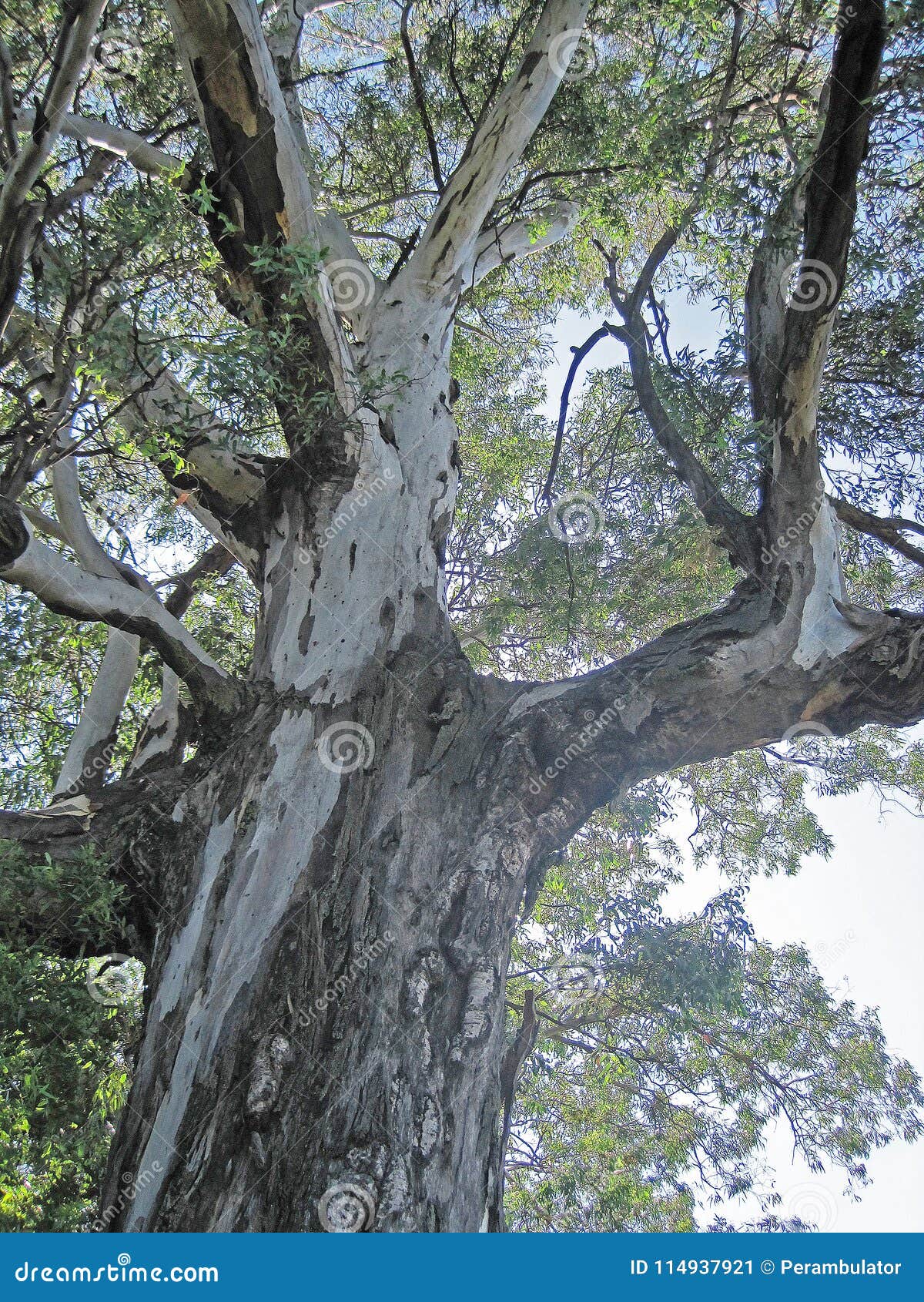 CLOSE VIEW of a BLUE GUM TREE Stock Image - Image of shady, blue: 114937921