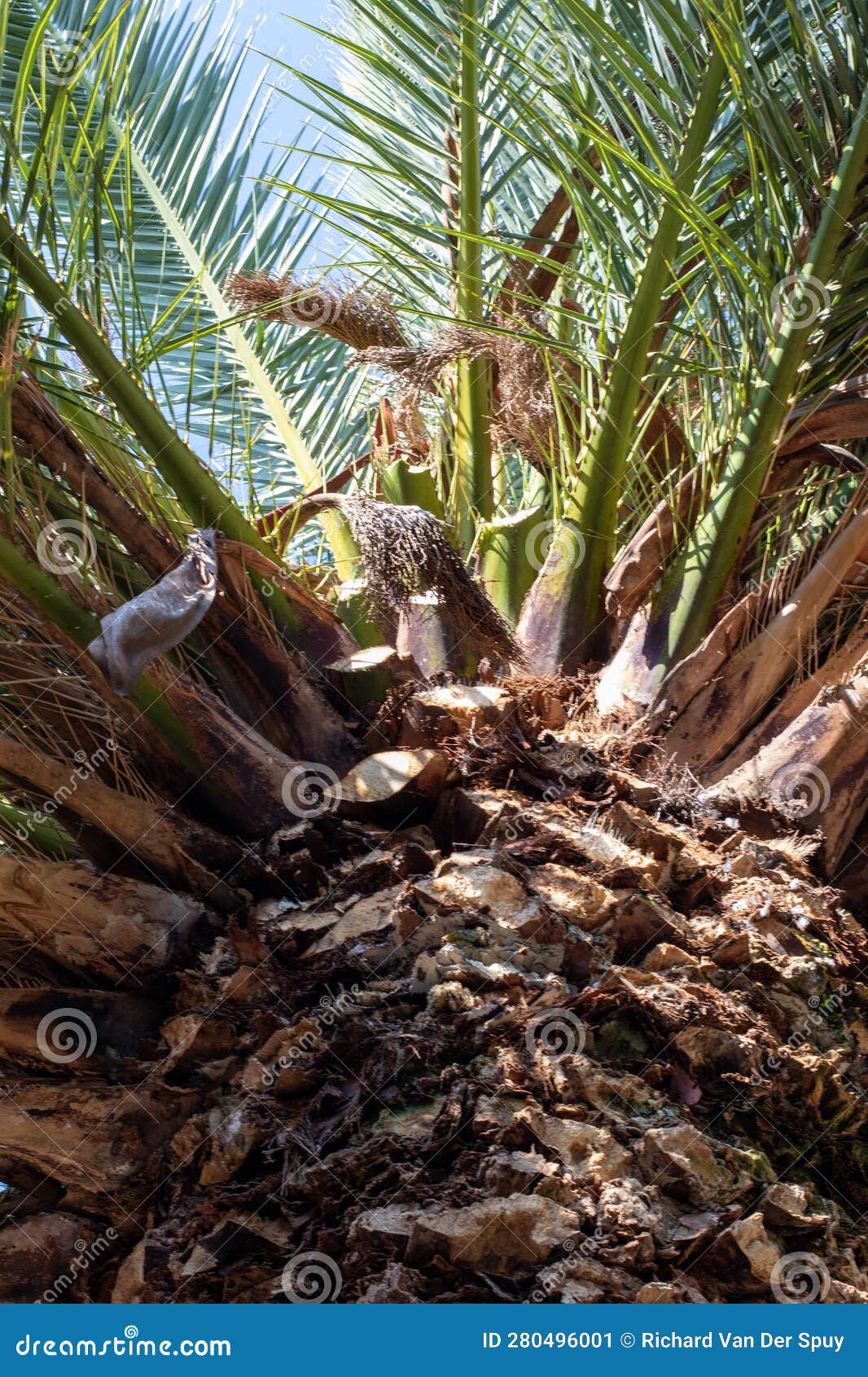 View Upwards in a Palm Tree Stock Image - Image of wallpaper, cover ...