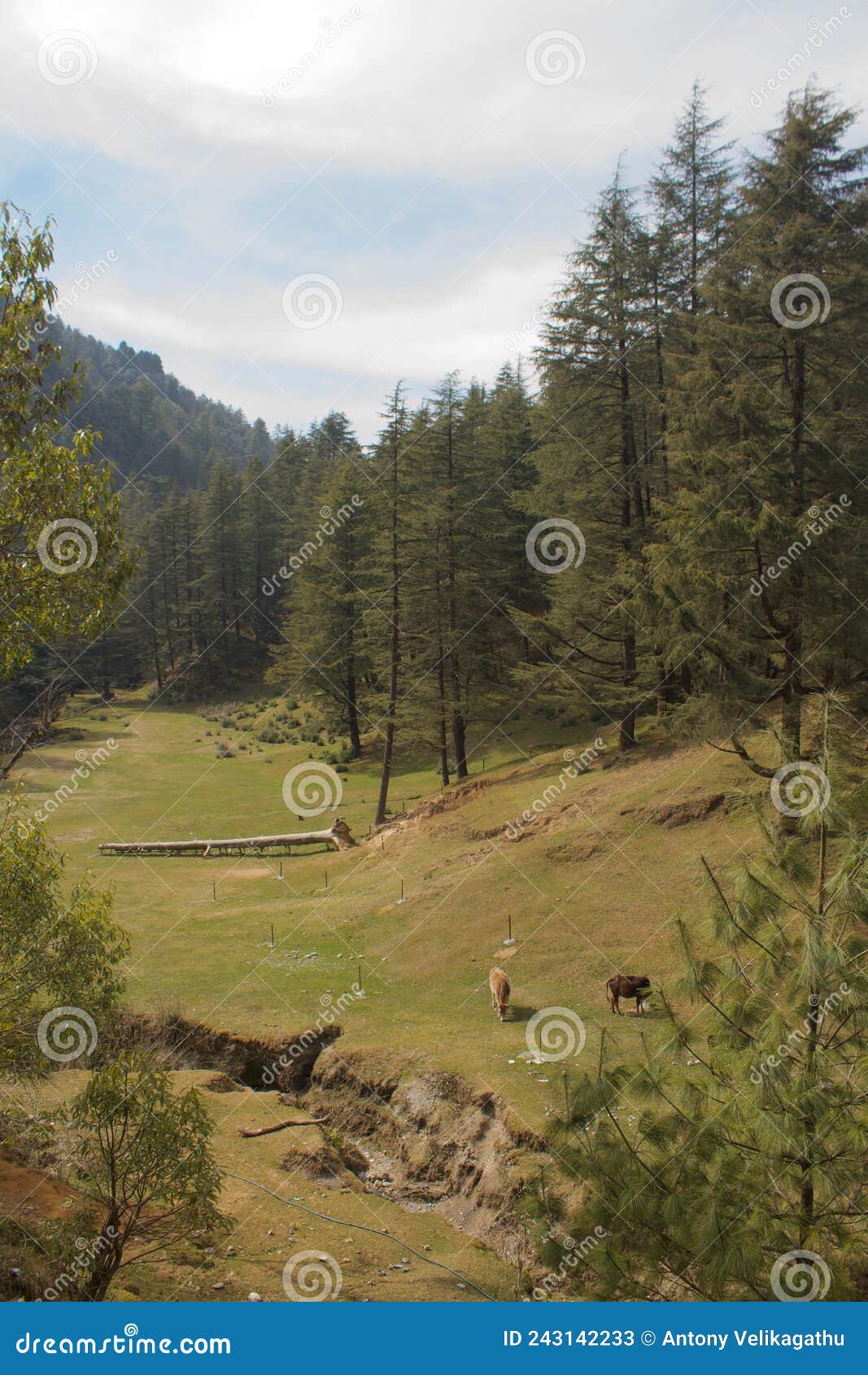 View of a Valley with Pine Trees and Cattles Stock Image - Image of ...