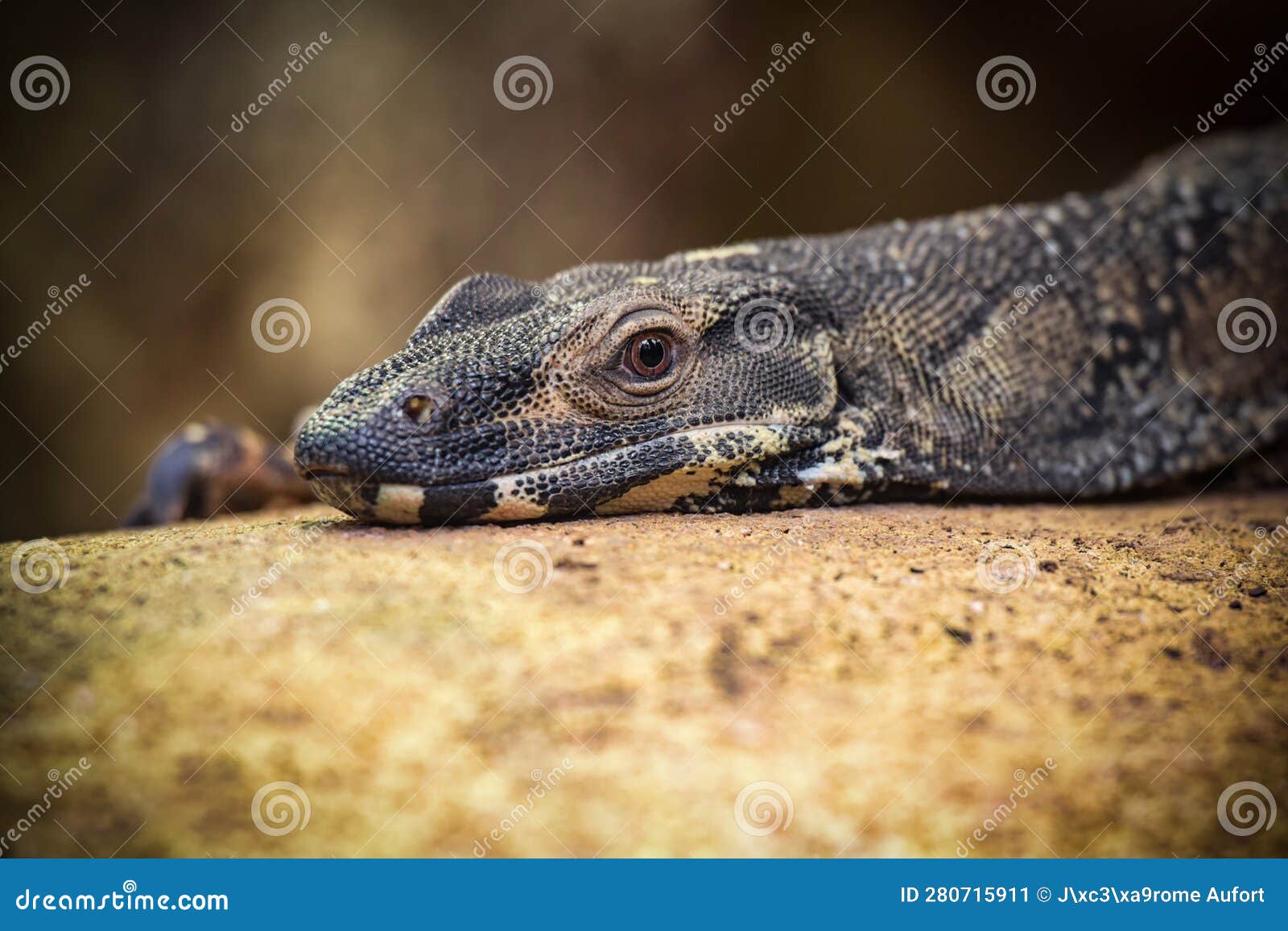 View on a Variegated Monitor Lizard Stock Image - Image of wild ...