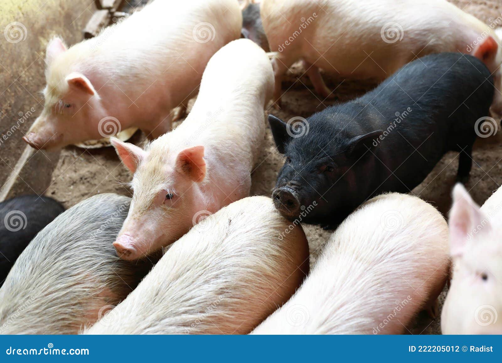 Various Pigs in Pigsty on Farm Stock Photo - Image of look, curious ...