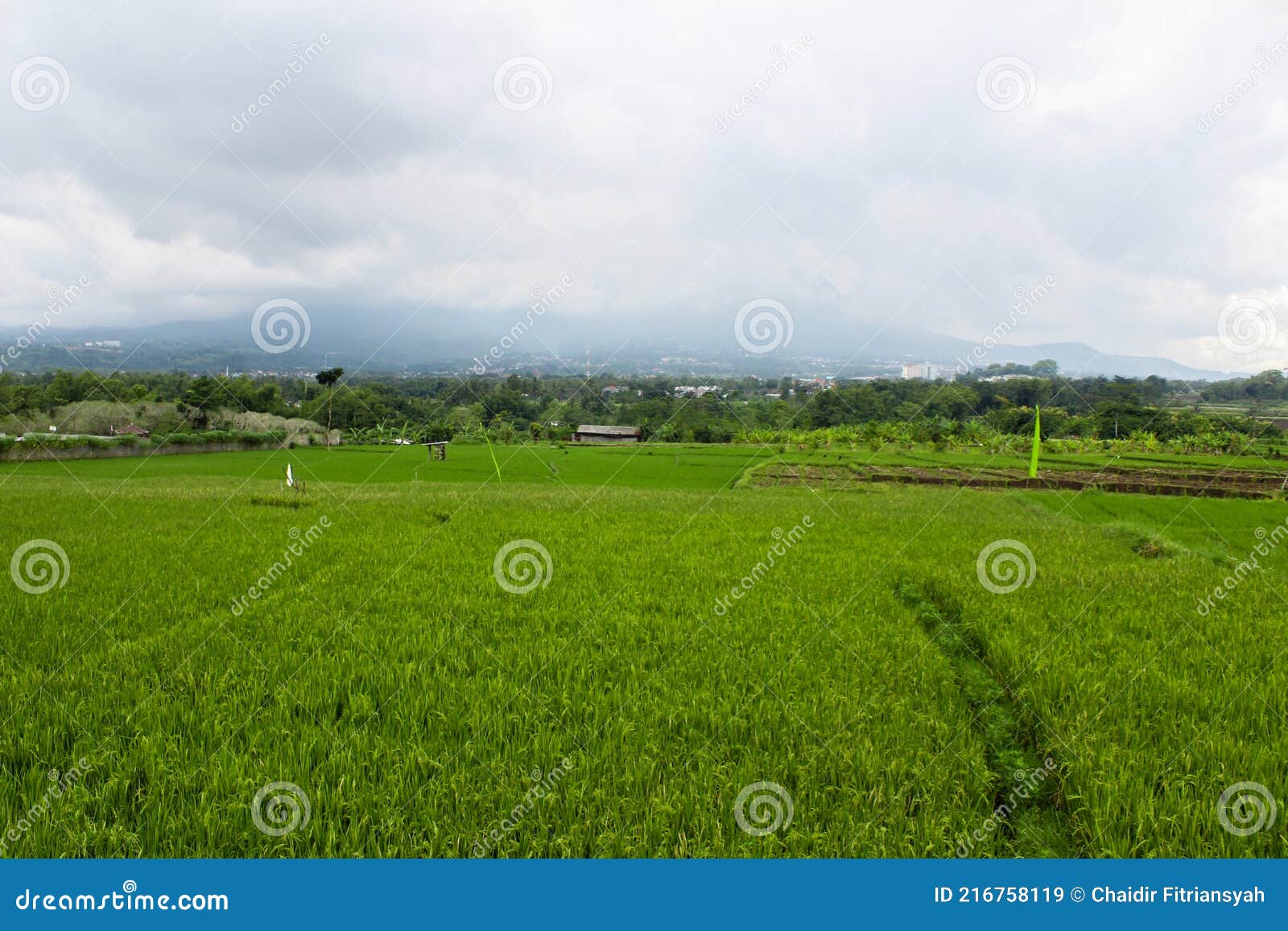 Wide view of rice fields stock image. Image of green - 216758119