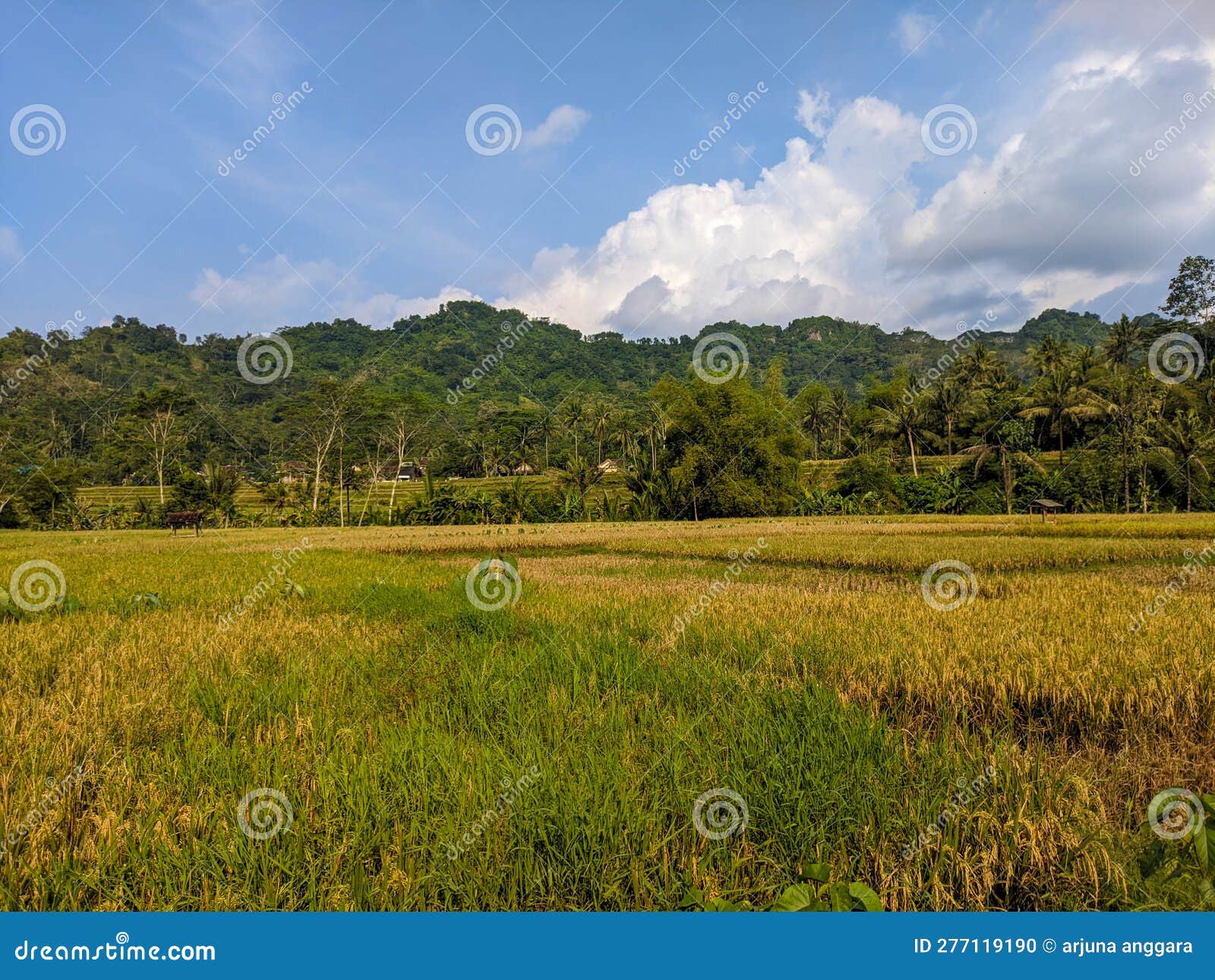 A View of the Vast Rice Fields with Cloudy Sky in Blitar, Indonesia ...
