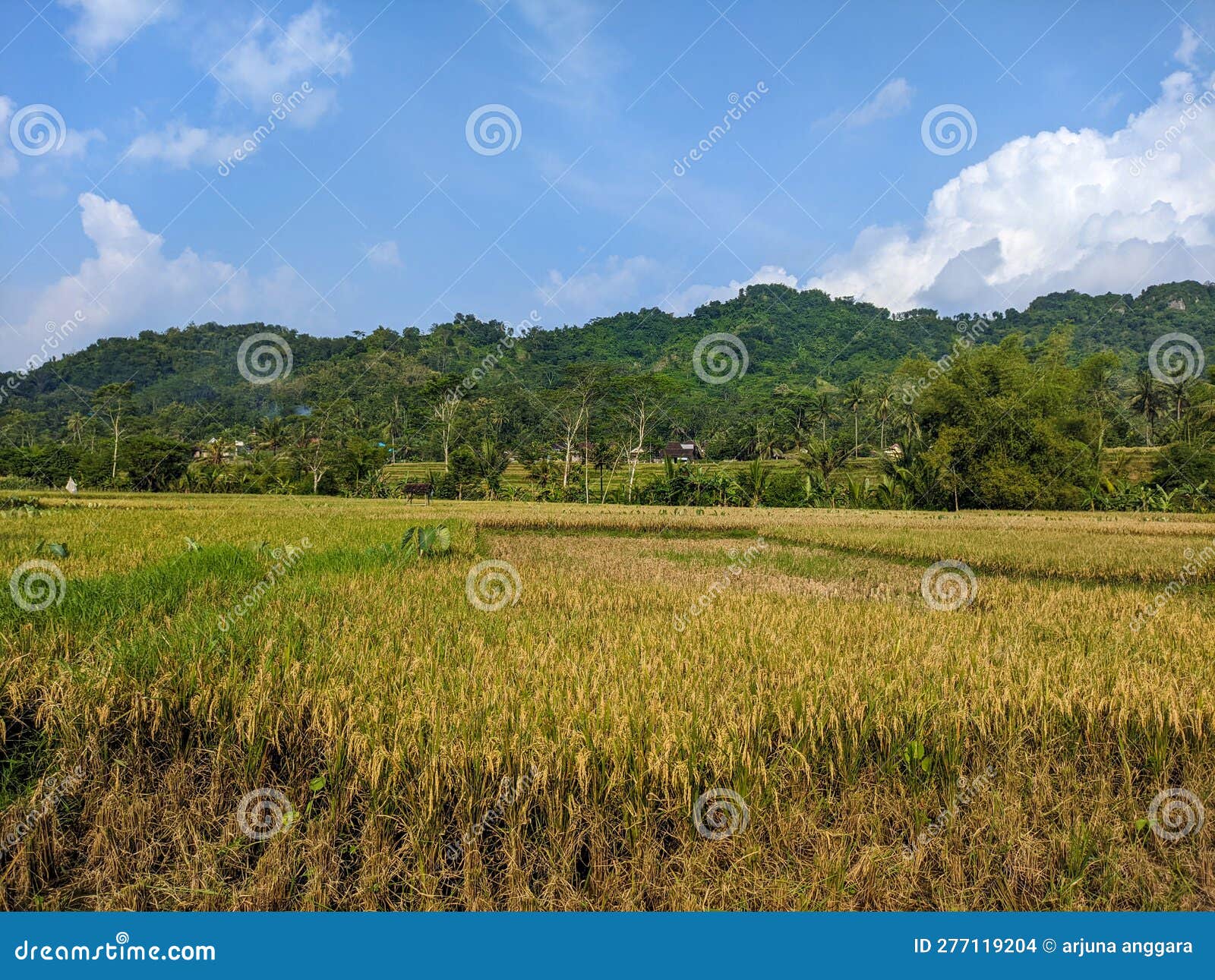 A View of the Vast Rice Fields with Cloudy Sky in Blitar, Indonesia ...