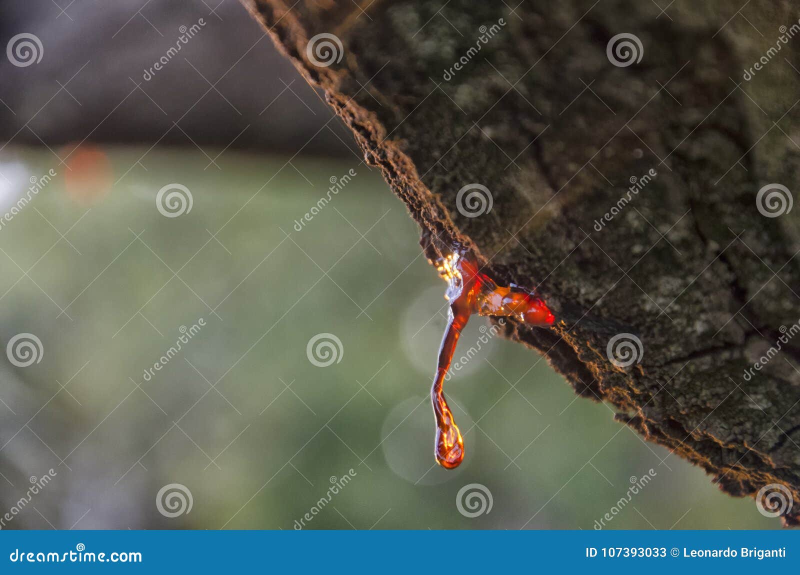Vegetable resin of a tree stock image. Image of natural - 107393033