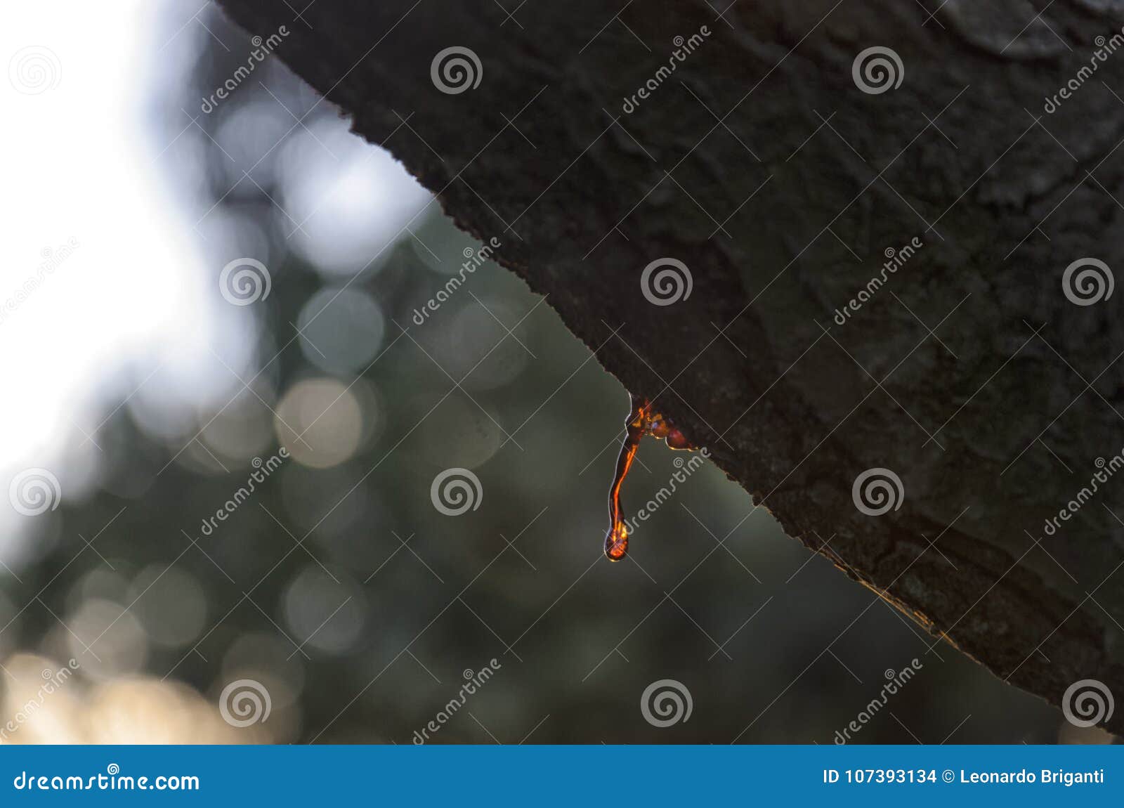 Vegetable Rosin of a Tree Branch Stock Photo - Image of drop, blob ...