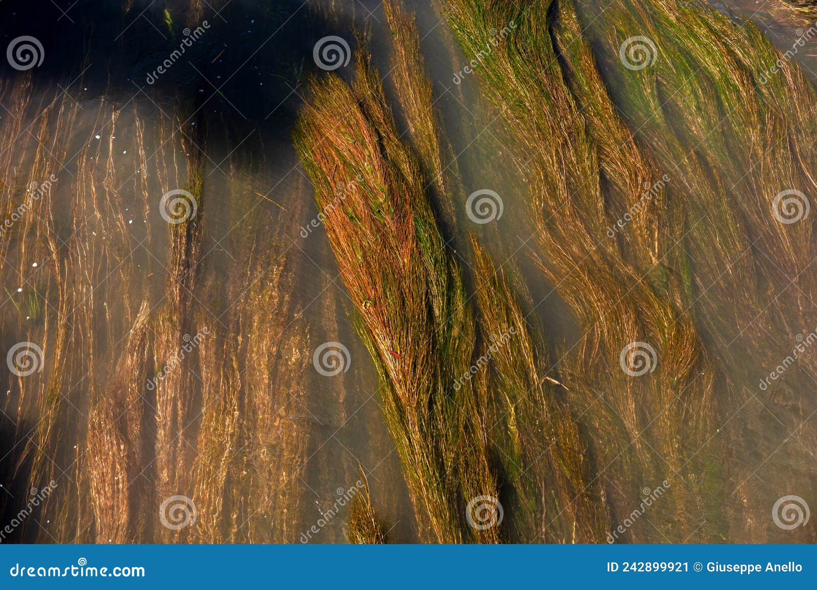 Vegetation Floating in the River Stock Image - Image of drinking ...