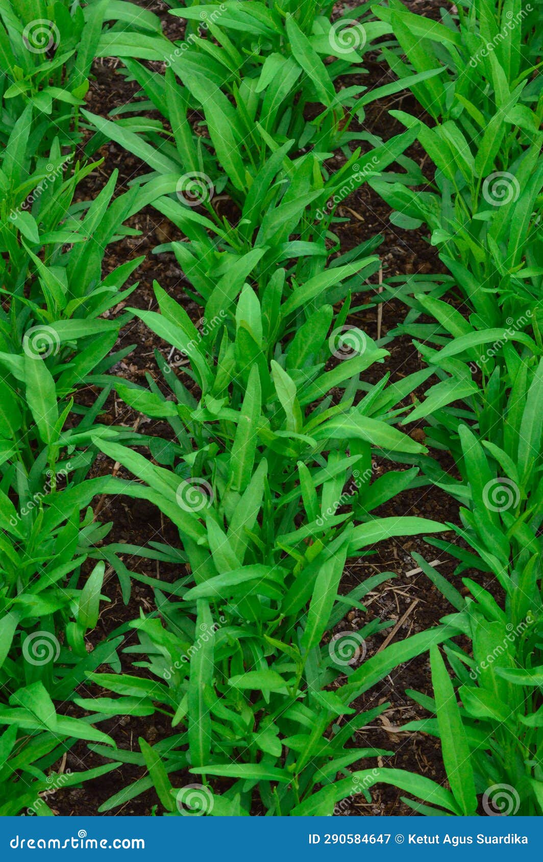 View Vertical Row Pattern of Young Water Spinach Plants Growing in Rows ...