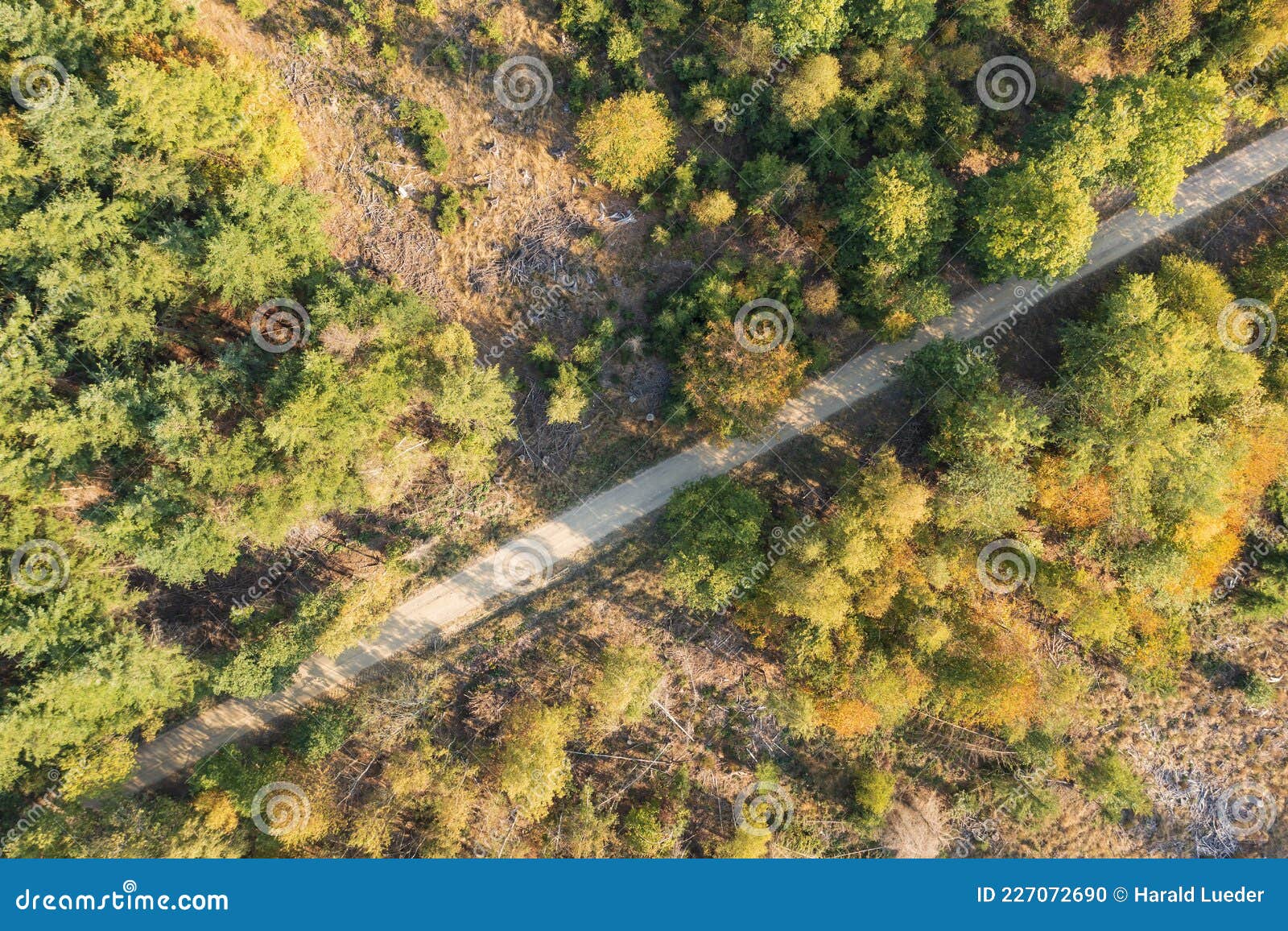 A forest path from above stock photo. Image of outdoors - 227072690