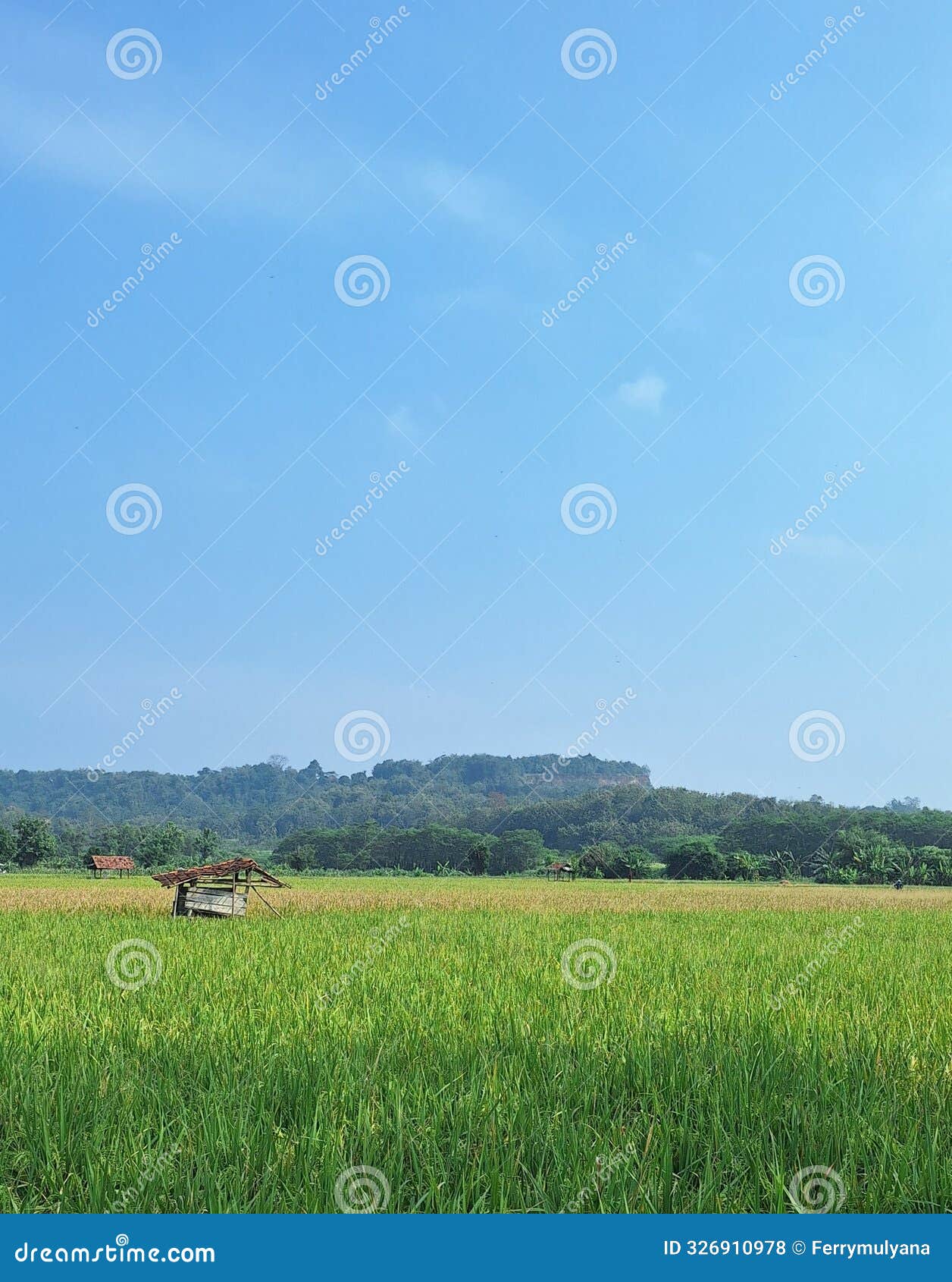 View of Village Rice Fields Nature Stock Photo - Image of view, nature ...