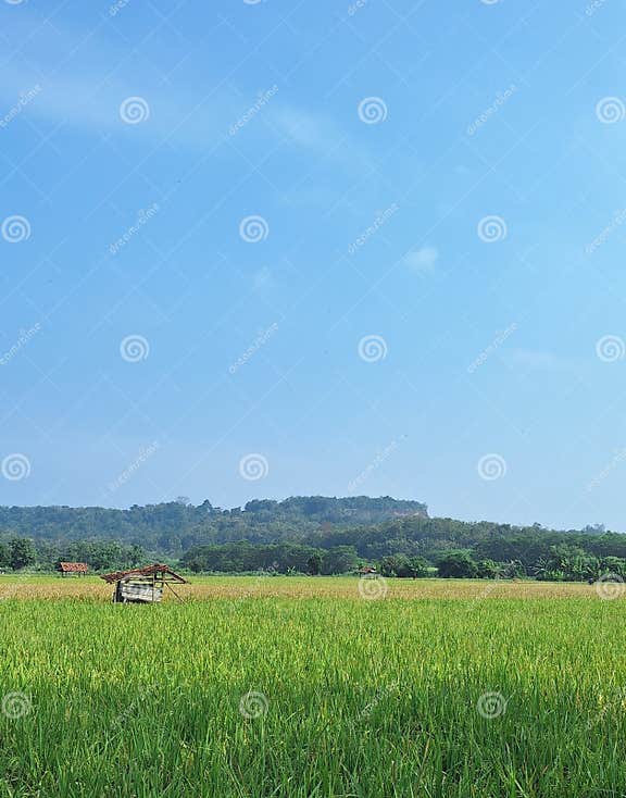 View of Village Rice Fields Nature Stock Photo - Image of view, nature ...