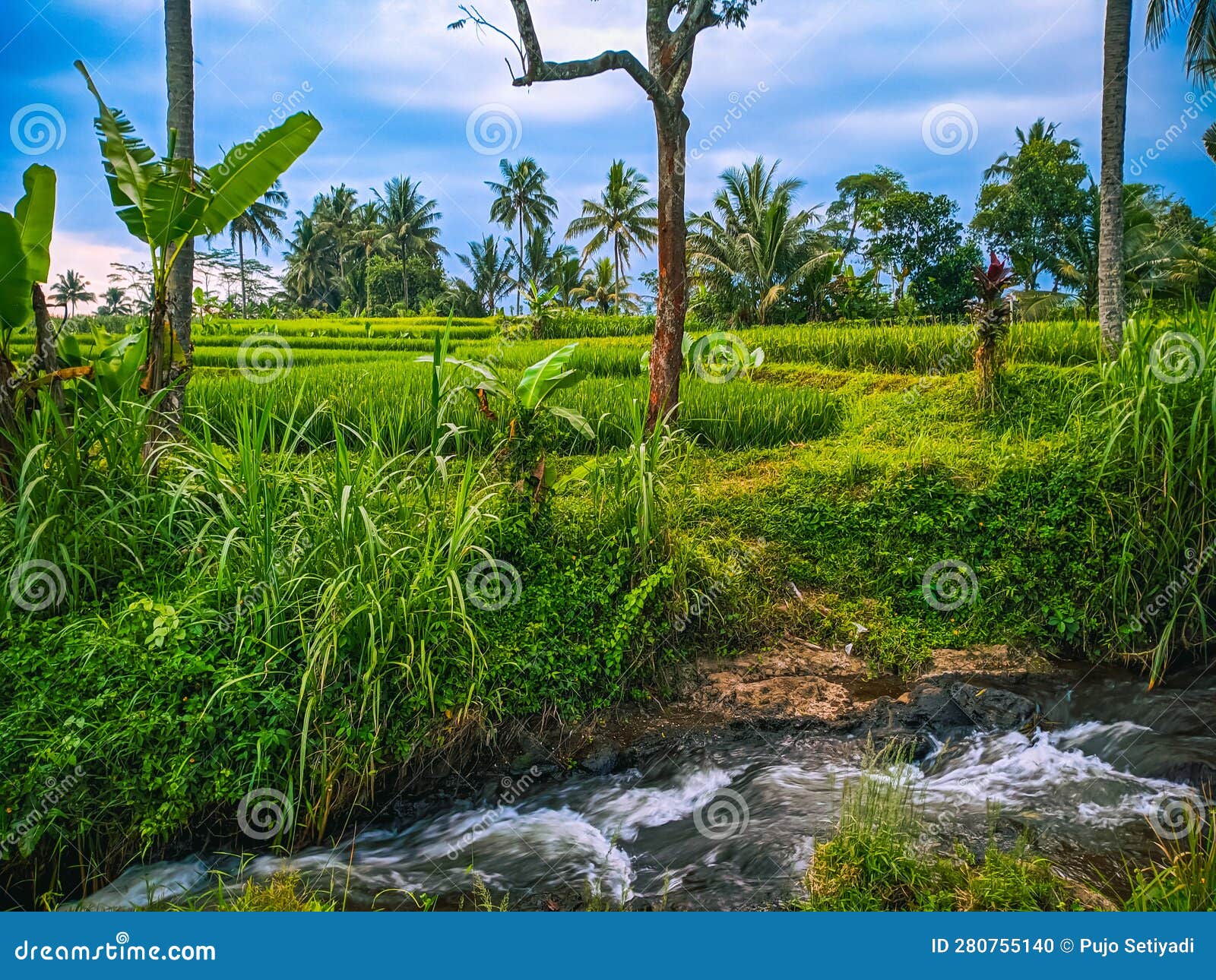 View of Village Rice Fields and River in Indonesia Stock Photo - Image ...