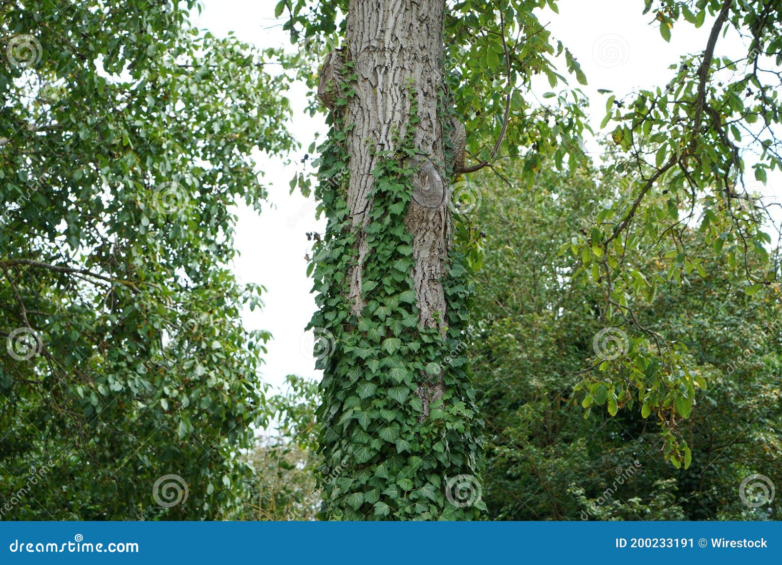 View of Vines Creeping on Tree Trunks in the Woods Stock Image - Image ...