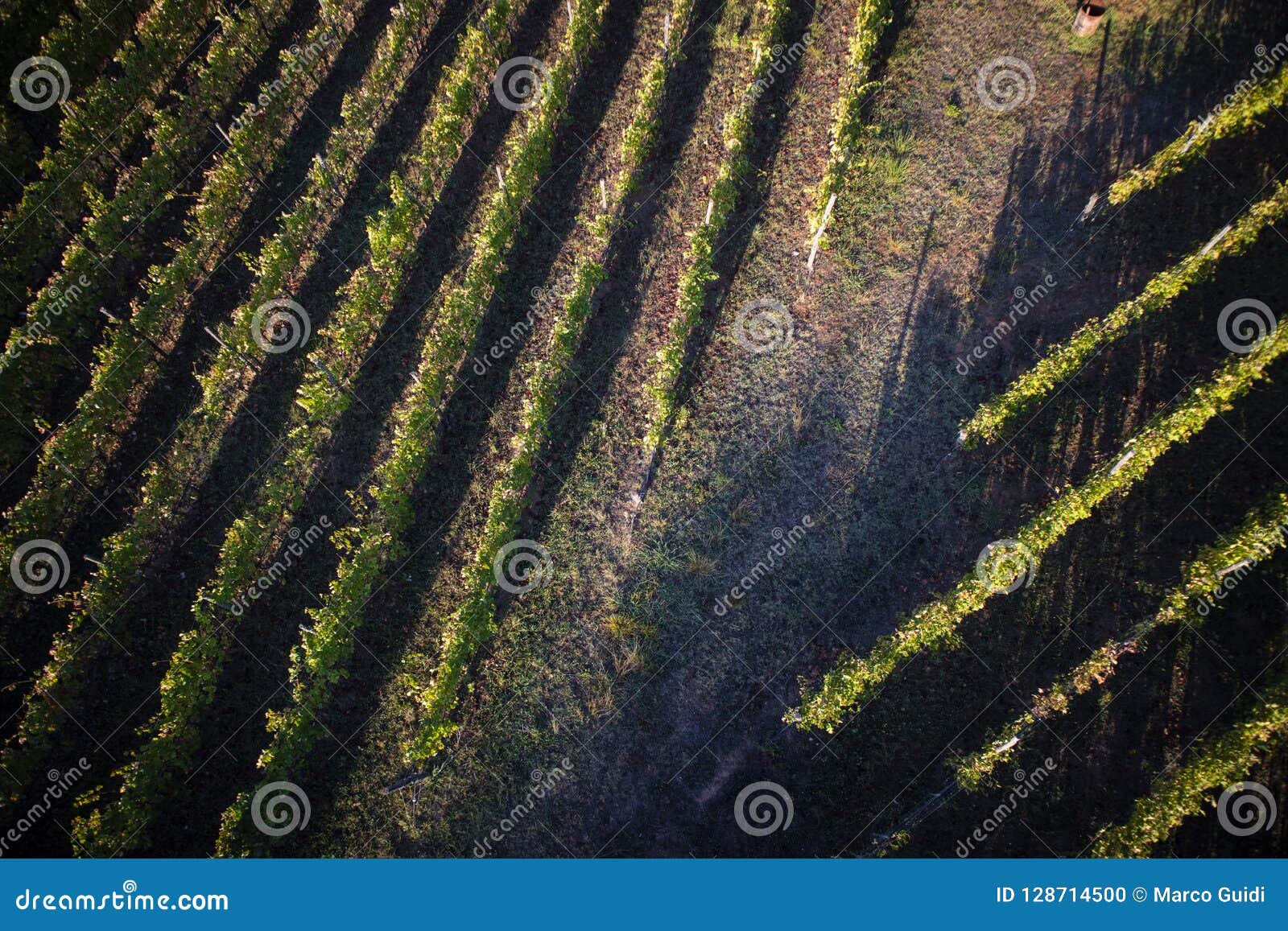 View of a vineyard stock photo. Image of wine, line - 128714500