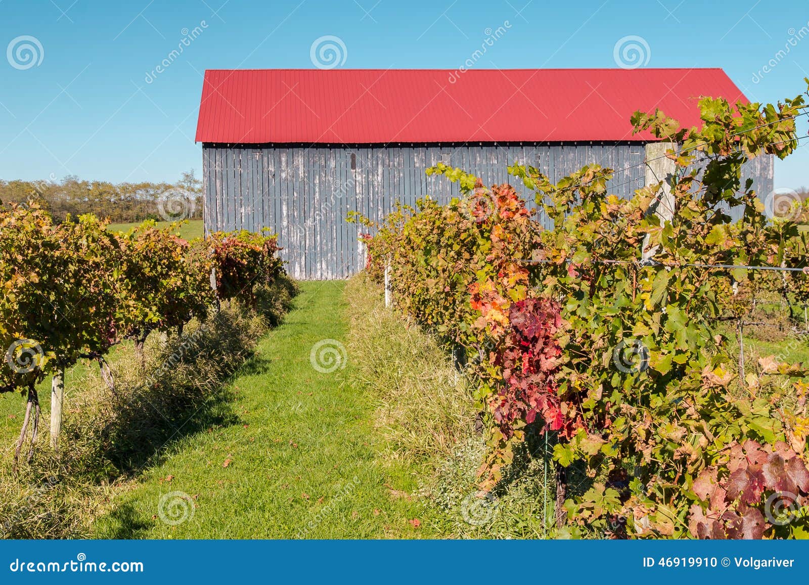 View of Vineyard and Barn in Autumn Stock Photo - Image of green, field ...