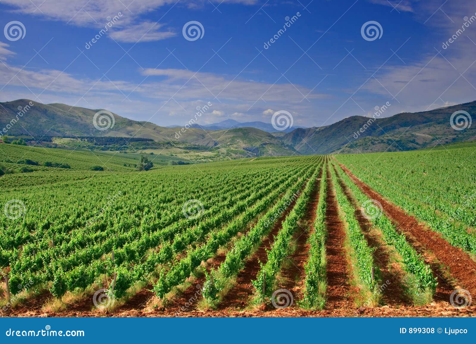 A View of a Vineyard Field in Macedonia Stock Photo - Image of ...