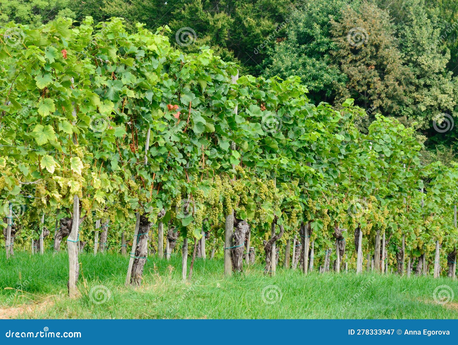 View of a Vineyard with Ripening Light Grapes Stock Image - Image of ...