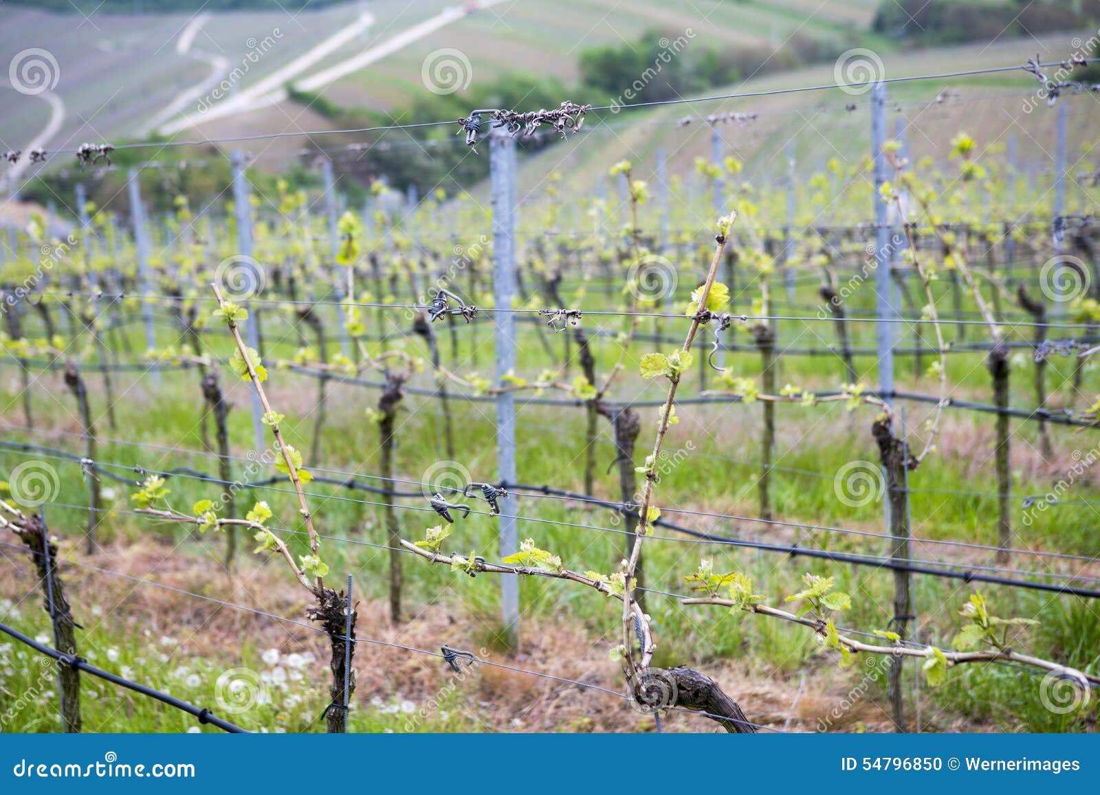 View on Vineyard in Springtime Stock Photo - Image of farm, green: 54796850