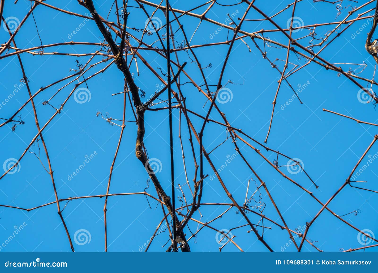 View of Vineyard in Winter with Bare, Dormant Branches Against B Stock ...