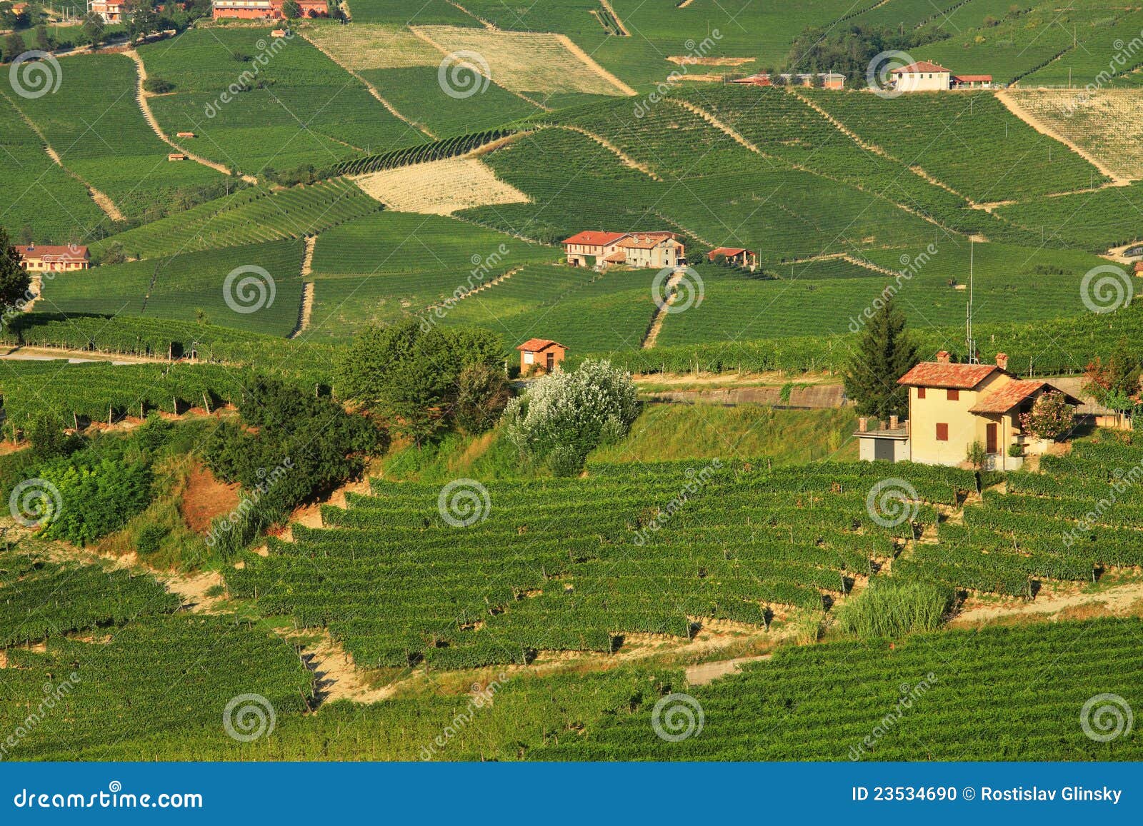 View on Vineyards in Northern Italy. Stock Photo - Image of italian ...