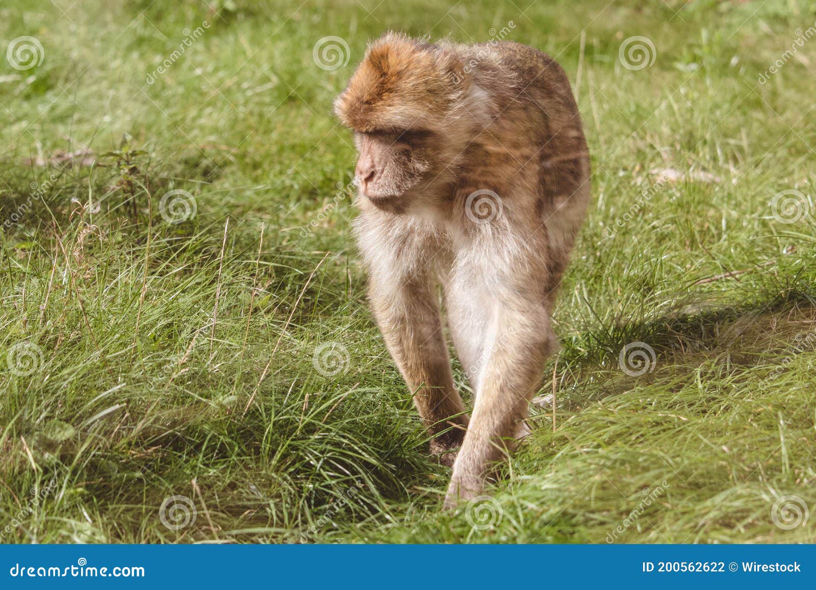 View of Walking Monkey on the Ground Stock Photo - Image of monkey ...