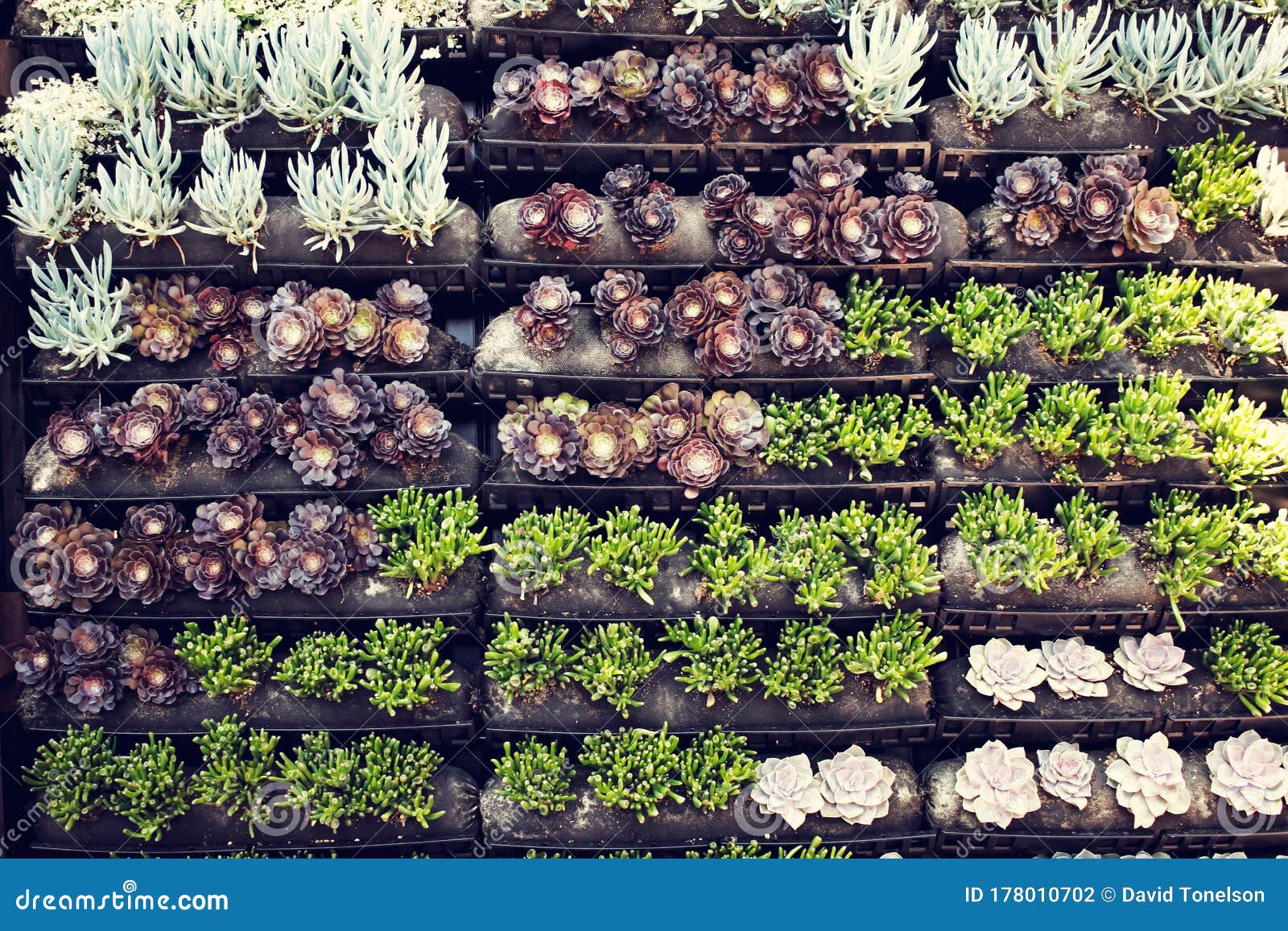 Succ wall stock photo. Image of flora, barrel, plant - 178010702