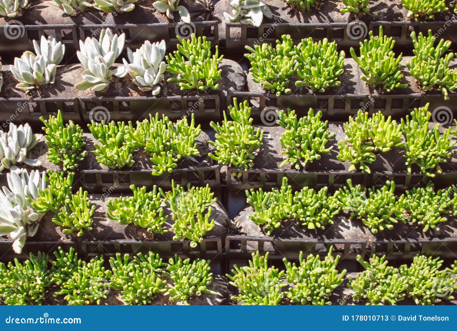 Succ wall stock image. Image of latin, flora, sharp - 178010713