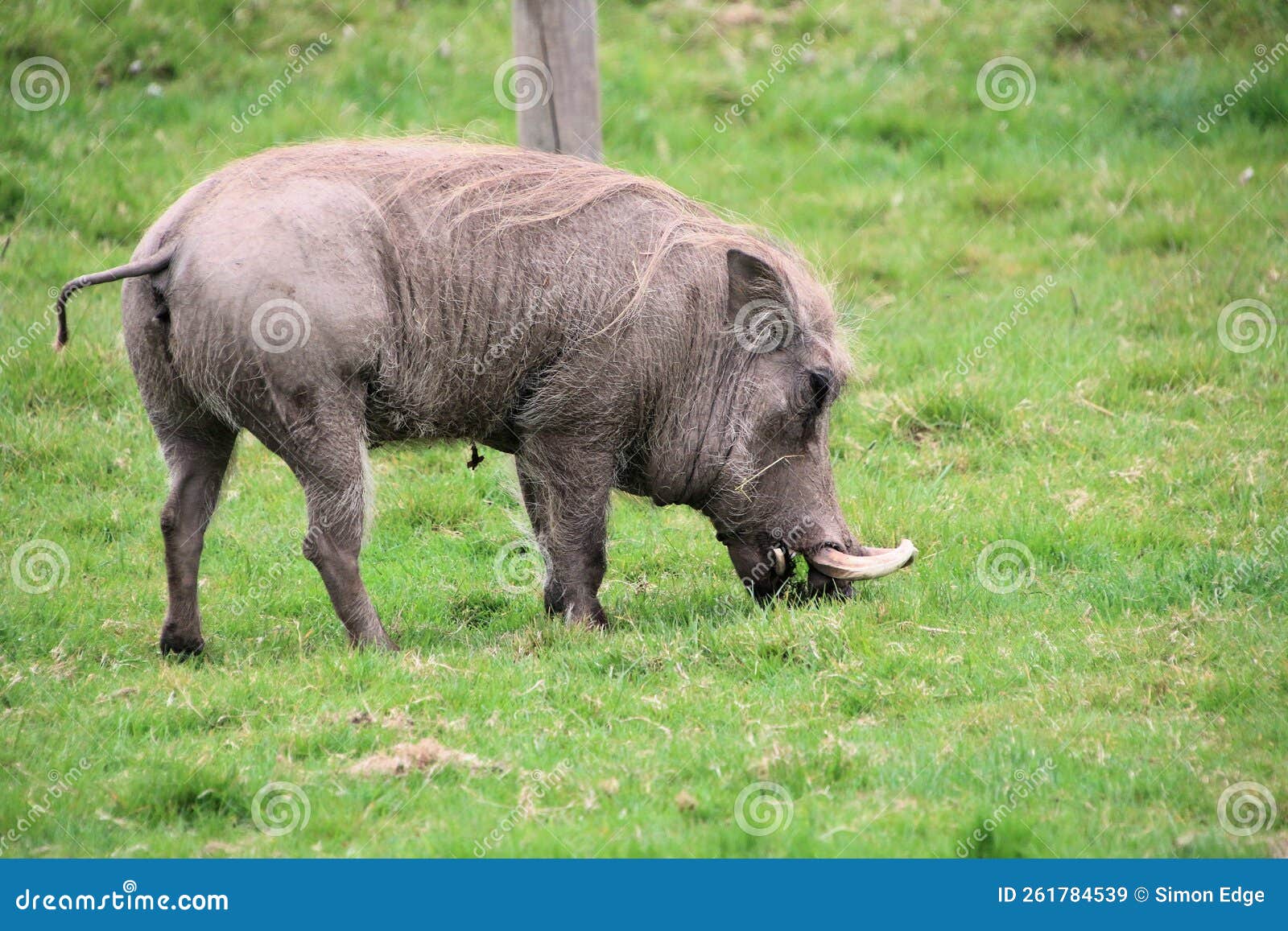 A view of a Wart Hog stock image. Image of outdoor, meerkat - 261784539