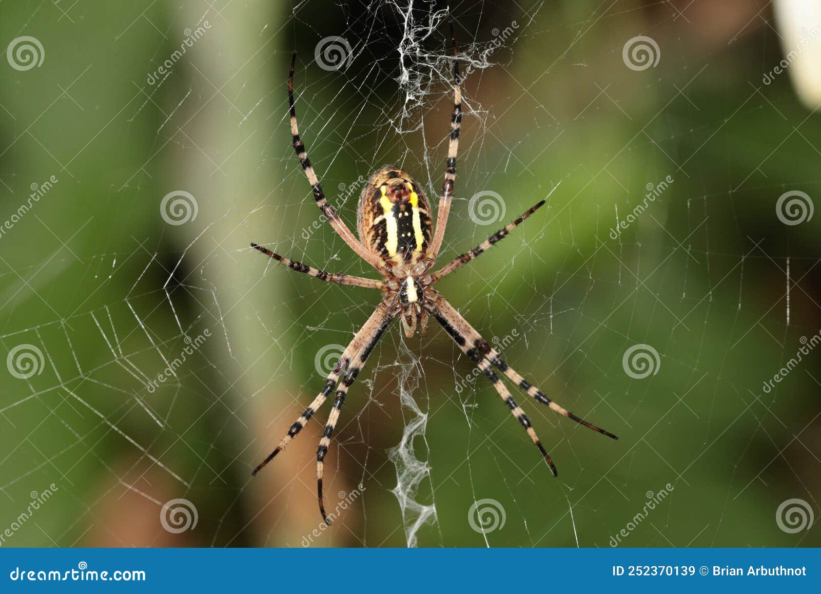 Wasp spider. stock image. Image of background, spider - 252370139