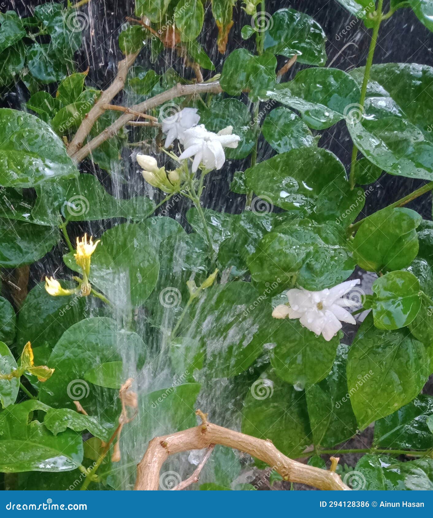View of Water Being Sprayed on Plants Stock Photo - Image of sprayed ...