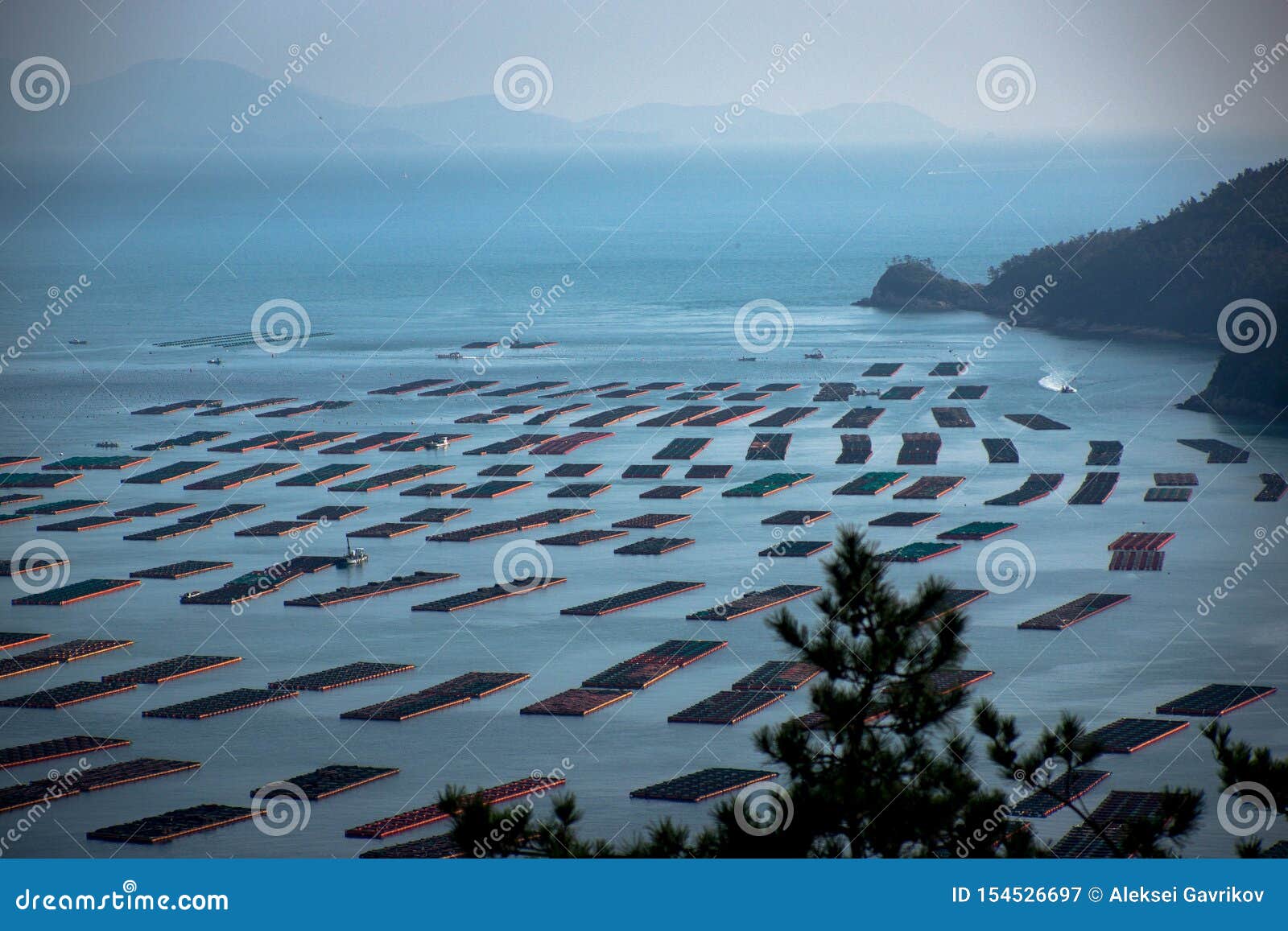 The View of the Water Plantation in South Korea Stock Image - Image of ...