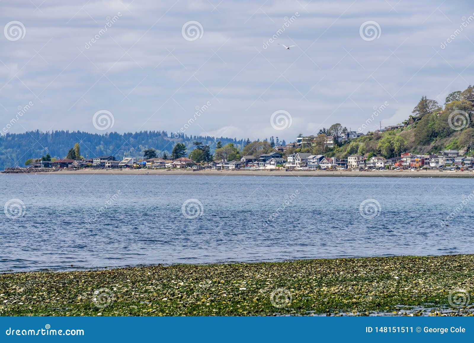 Three Tree Point Shoreline Homes Stock Image - Image of outdoors ...